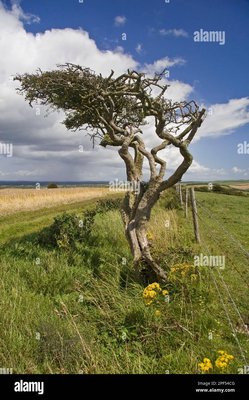 Common Hawthorn (Crataegus monogyna) habit, growing at edge of field in ...