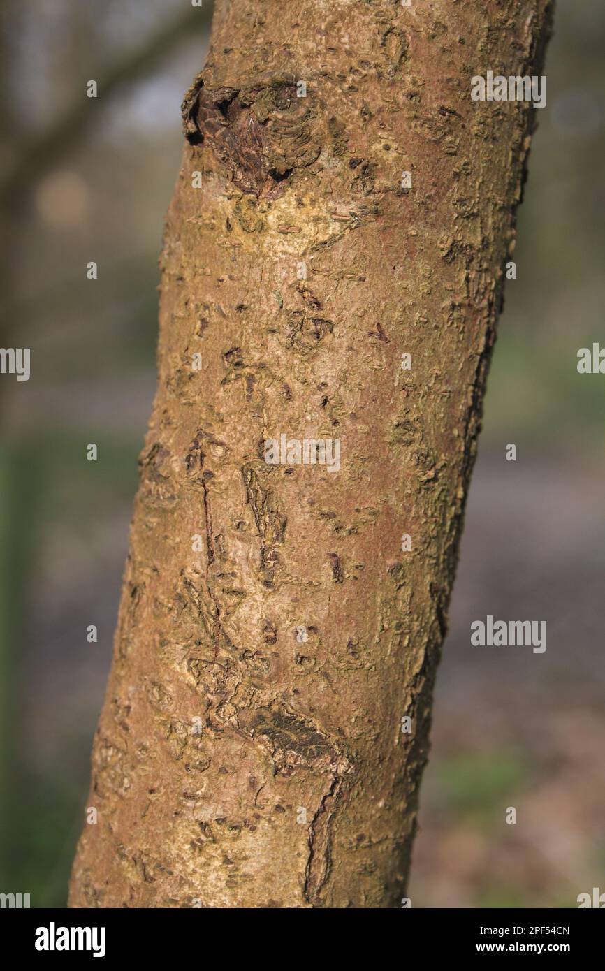 Chinese Witch-hazel (Hamamelis mollis) close-up of trunk, growing as ...