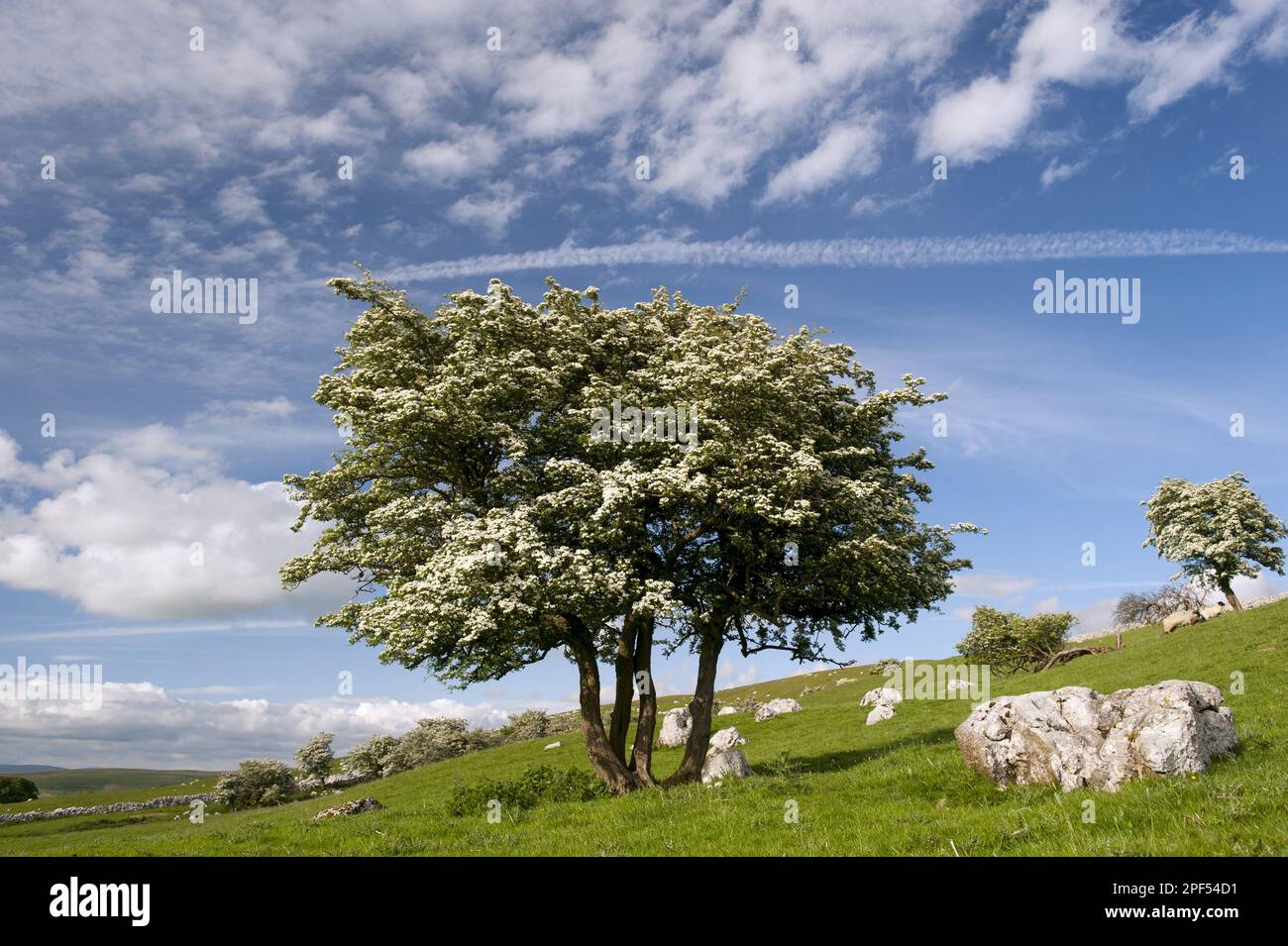 Common common hawthorn (Crataegus monogyna) gnarled growth, flowering ...