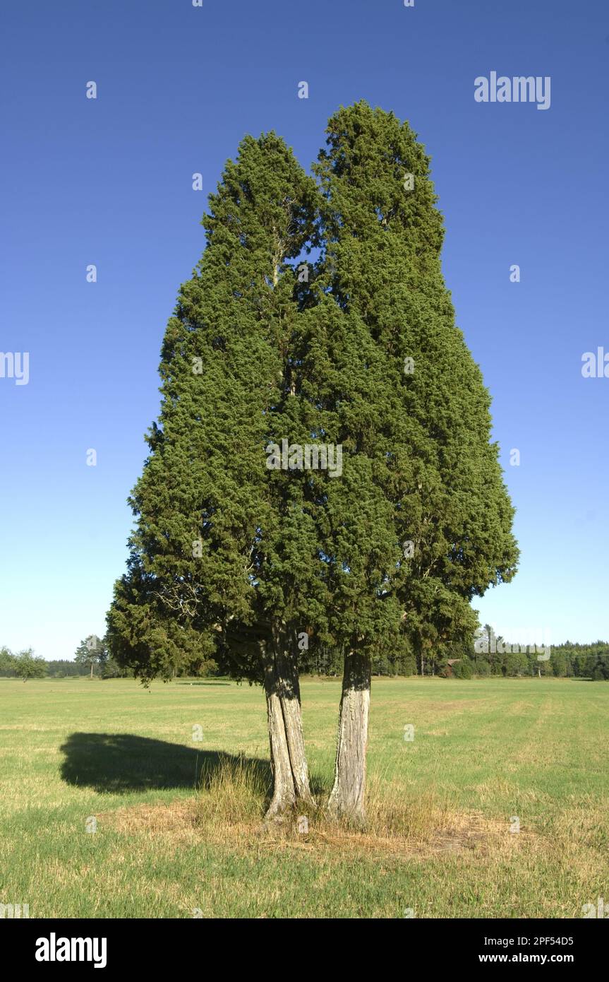 Common common juniper (Juniperus communis), two mature trees in the ...