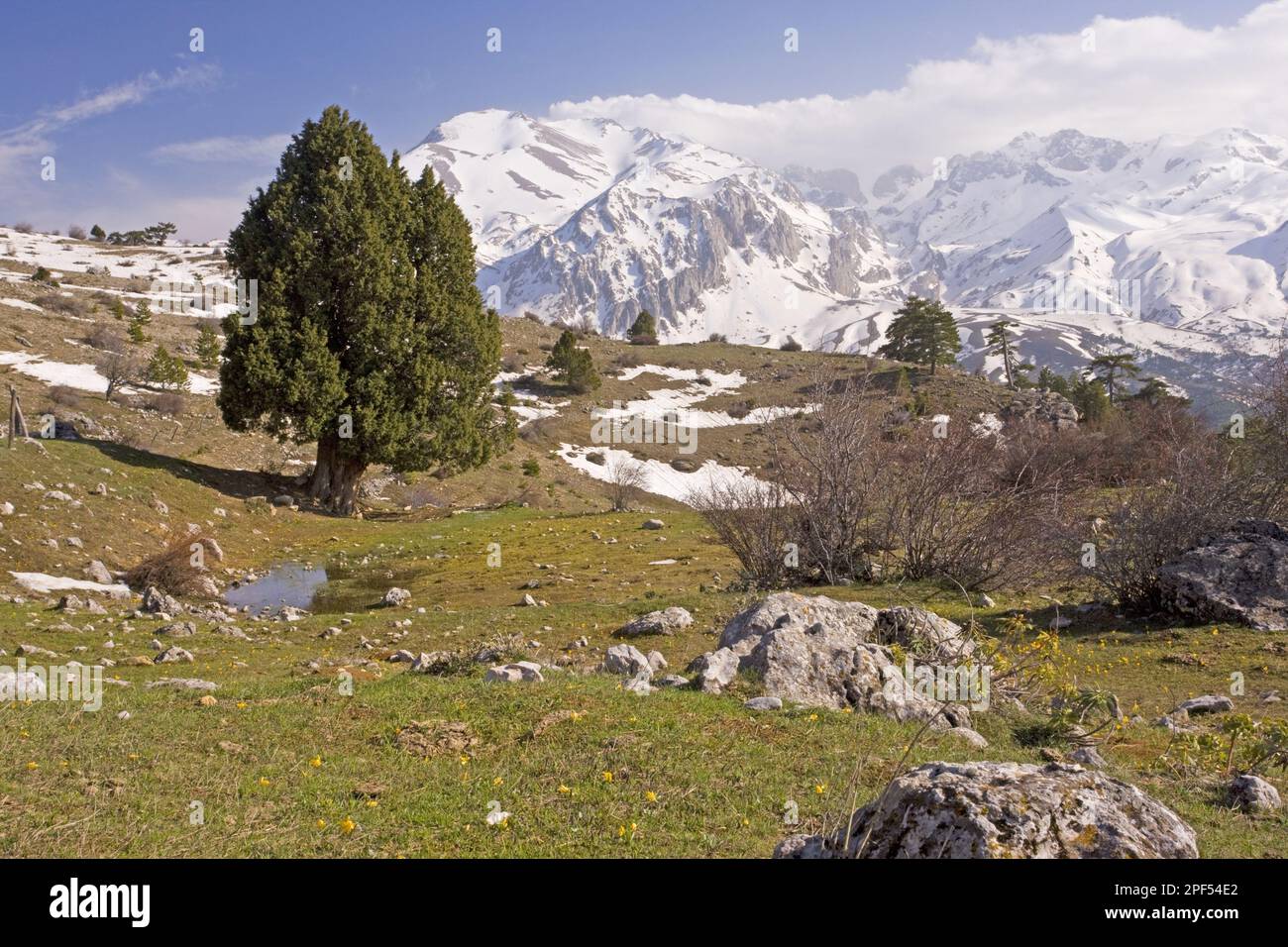 Greek juniper (Juniperus excelsa), cypress family, Grecian Juniper ...