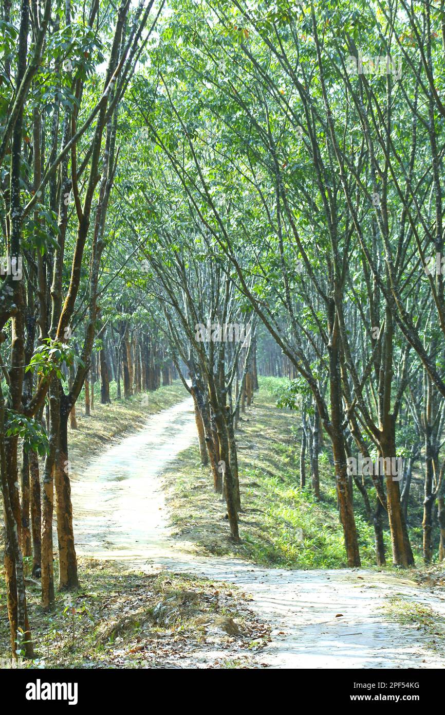 Discover the Serenity of Ramu's Rubber Gardens: A Captivating Pathway ...