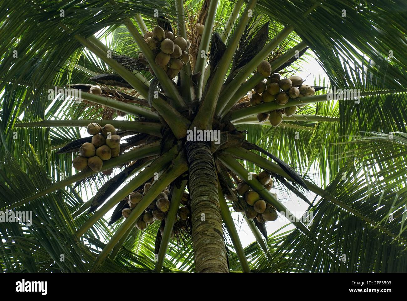 Coconut palm (Cocos nucifera), coconut palm, Coconut, Coconuts, Palm ...