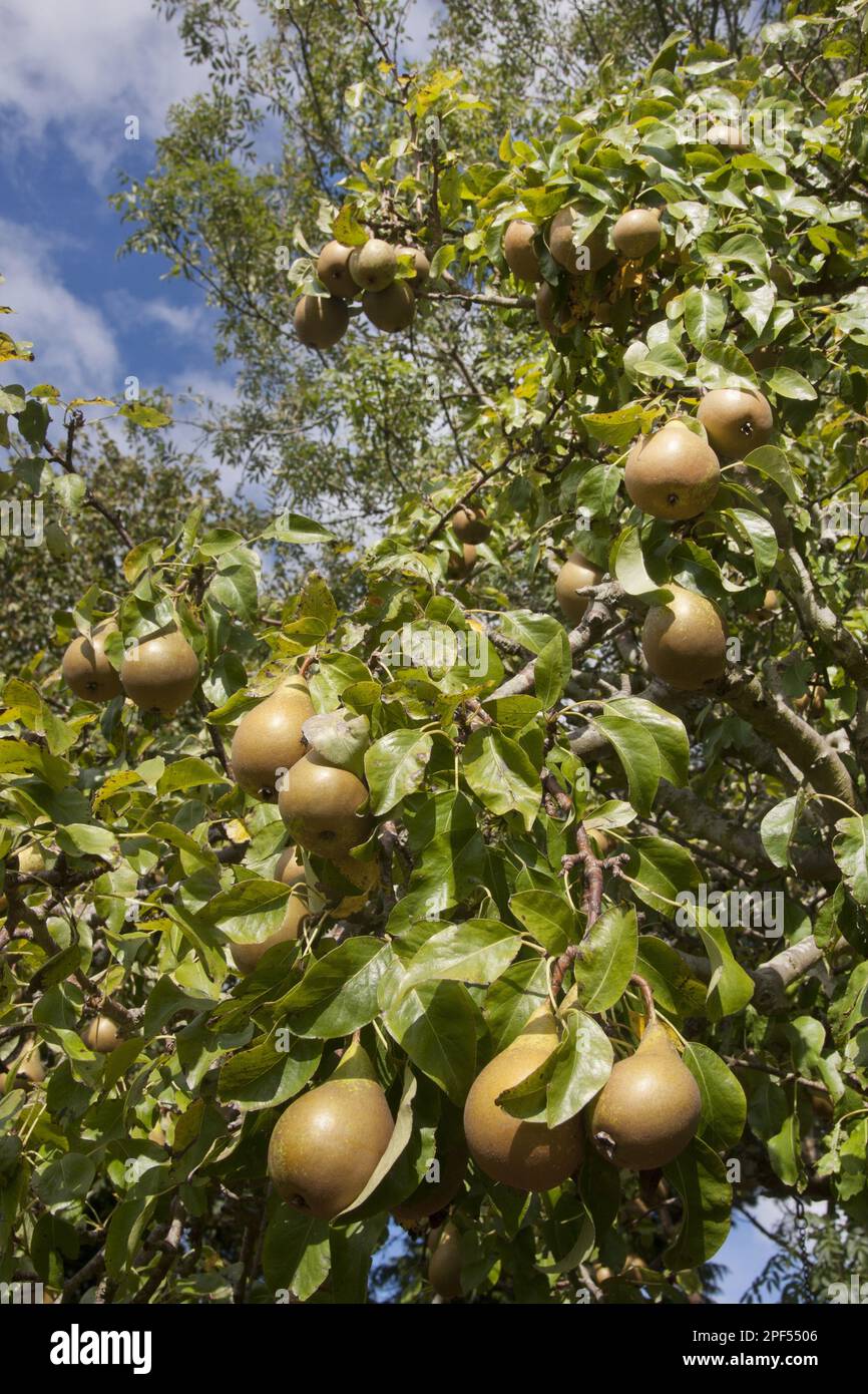 Conference pear tree hi-res stock photography and images - Alamy