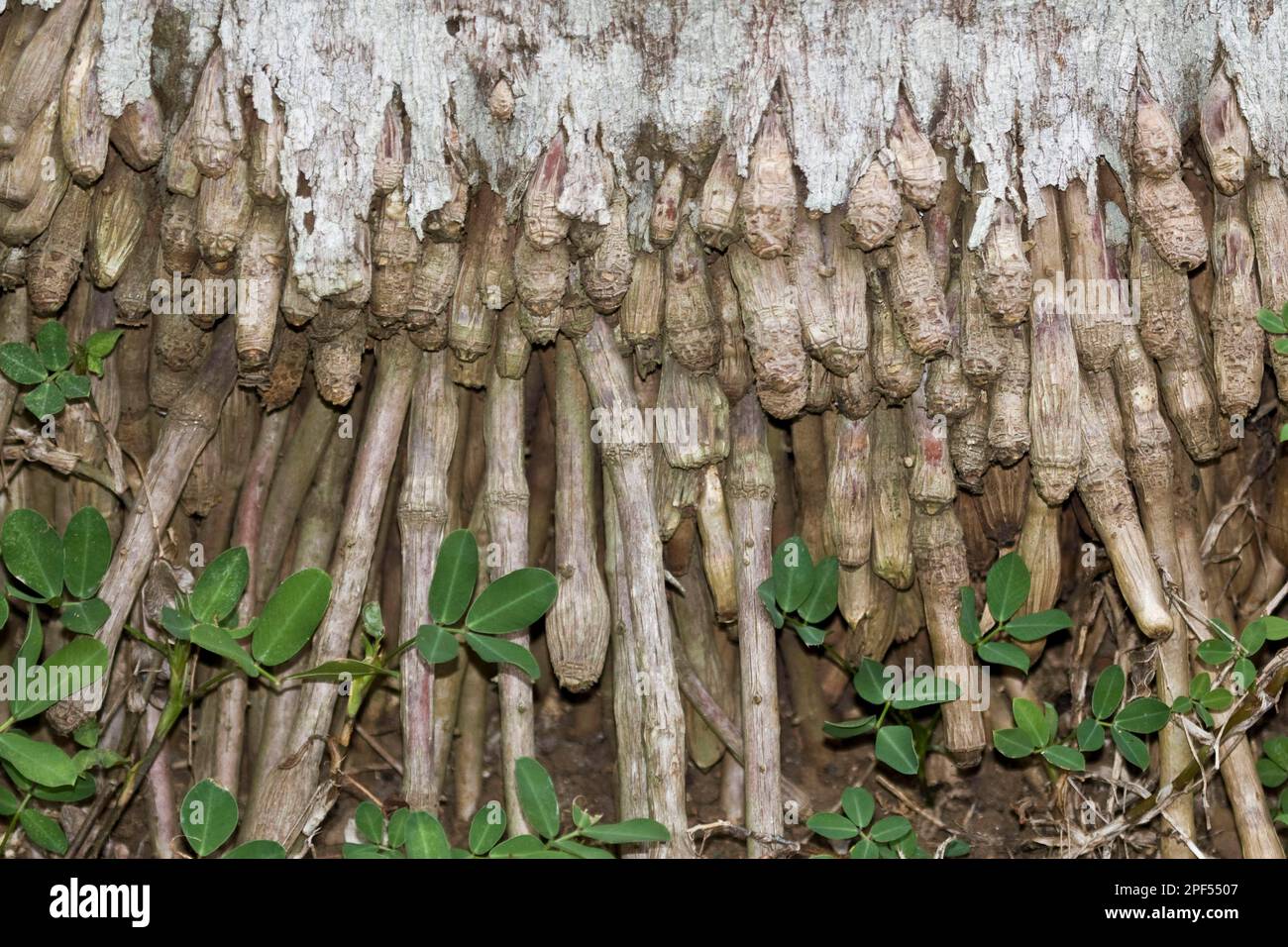 Royal Palm (Roystonea sp.) close up of roots growing into ground ...