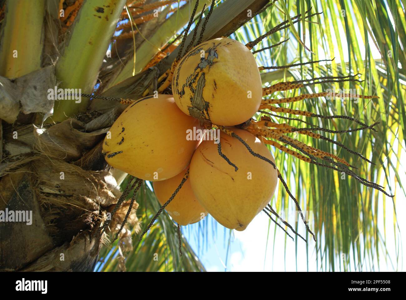 Coconut Palm (Cocos nucifera) close-up of fruit on tree, Grenada ...