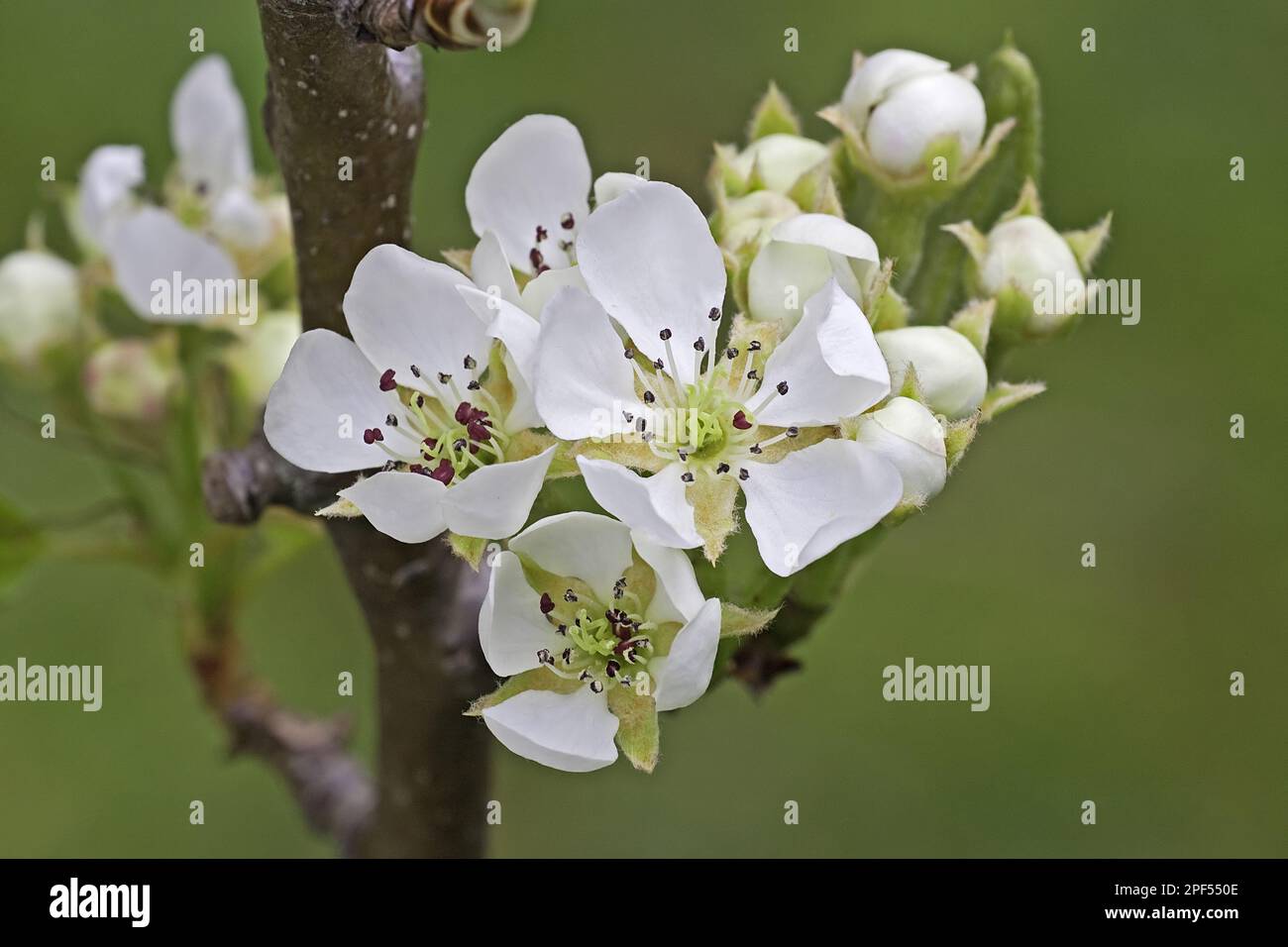 Culture pear pyrus communis hi-res stock photography and images - Alamy