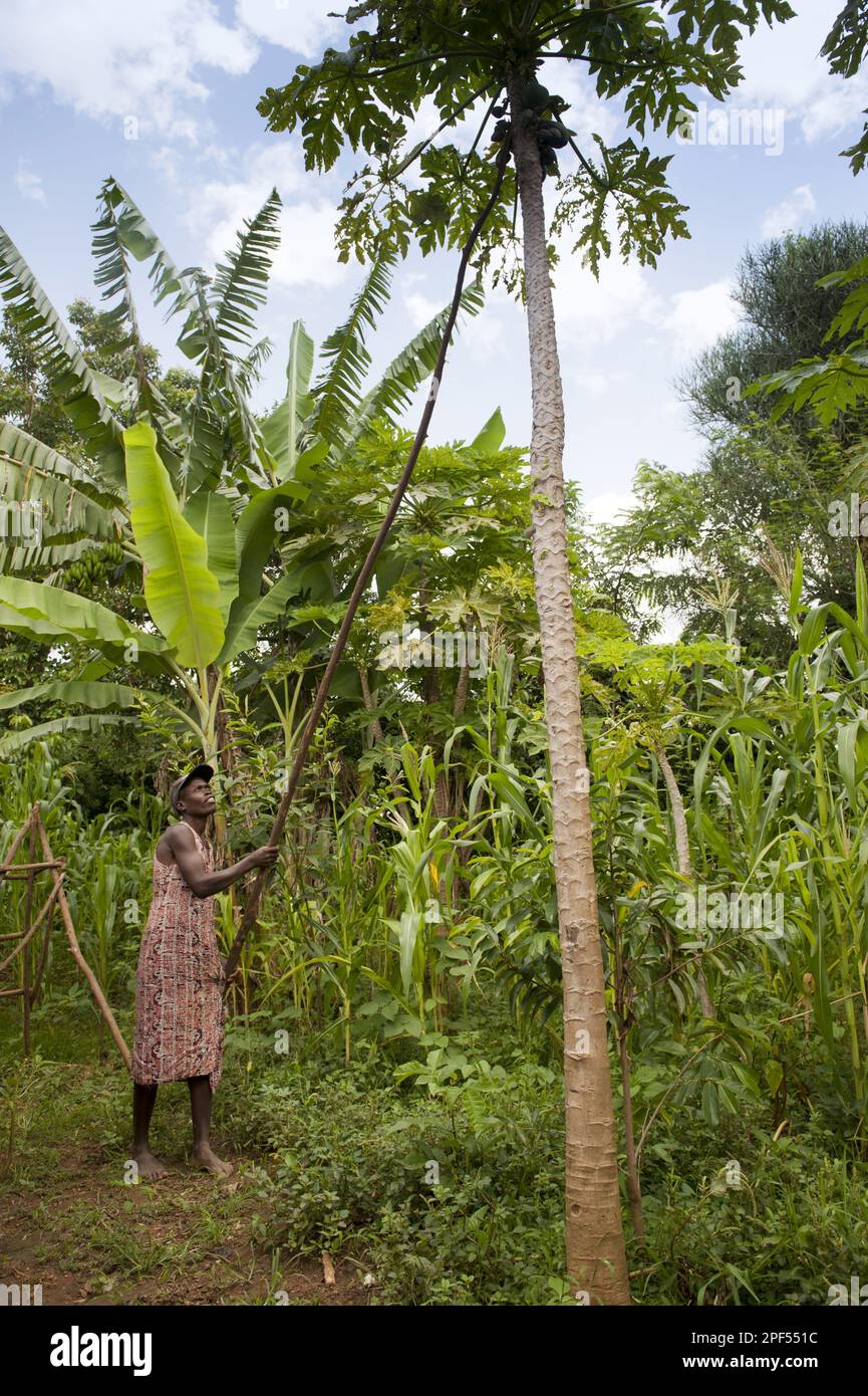 Pawpaw (Carica papaya), woman with long stick beating ripe fruit out of ...