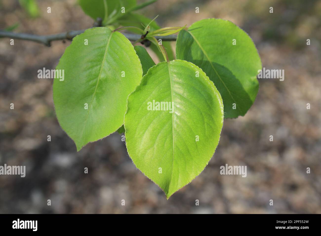 Wild Pear (Pyrus pyraster) close-up of leaves, growing in woodland ...