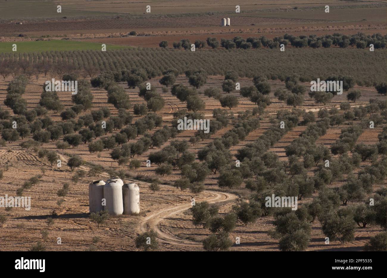 Olive grove (Olea europea), view of farmland with old barrels for ...
