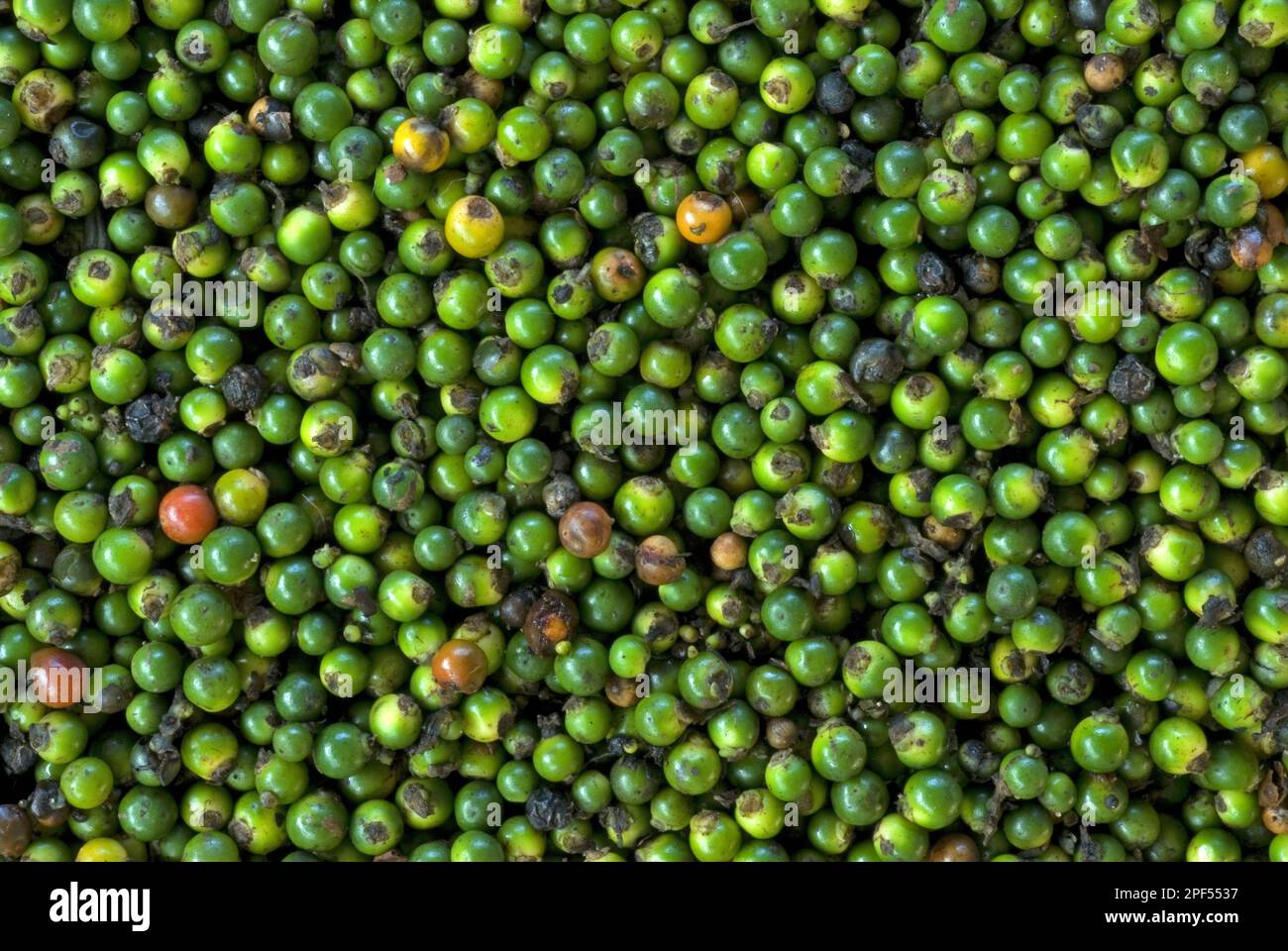 Black pepper (Piper nigrum), Pepper bush, Pepper family, Black pepper ...