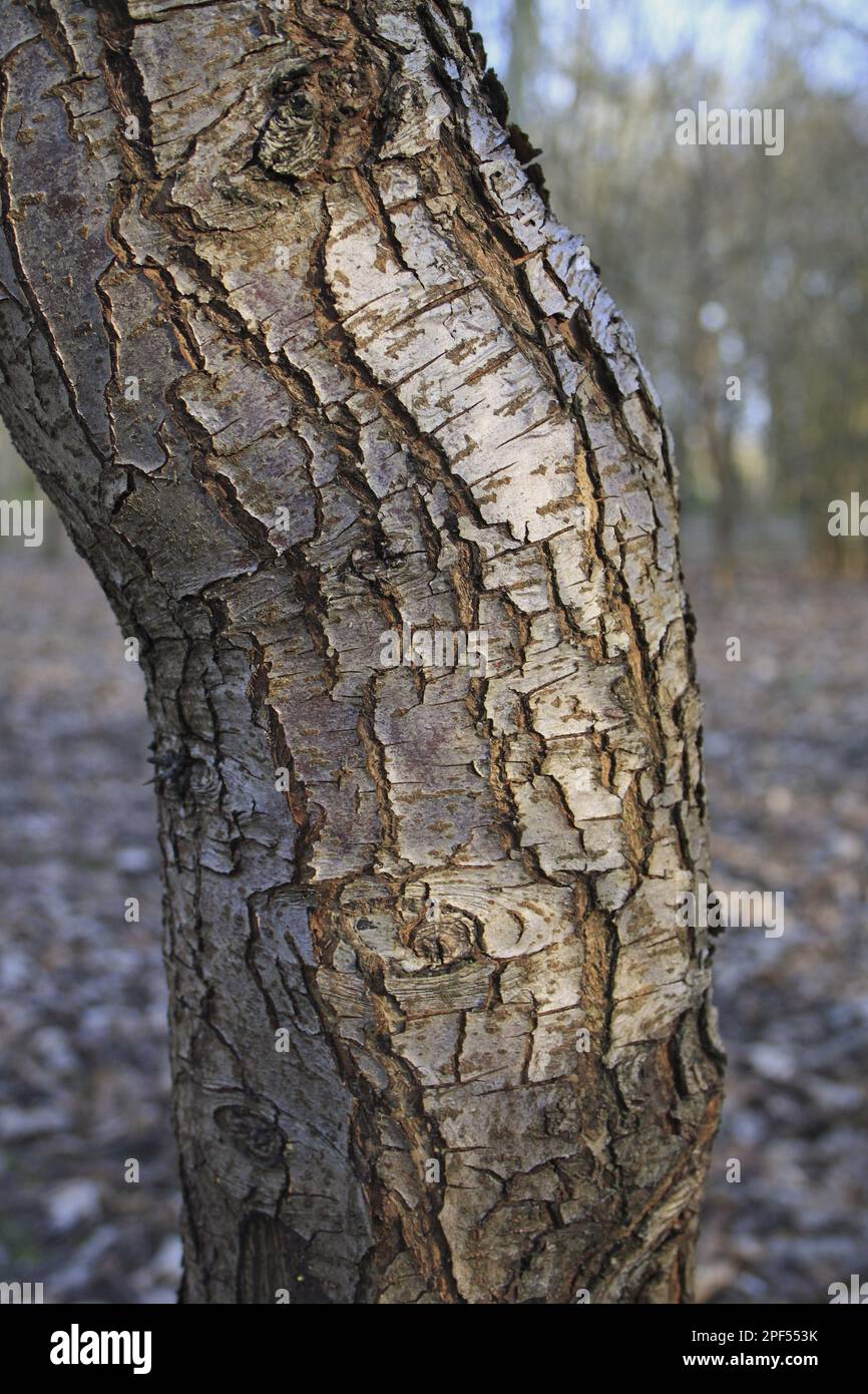 Wild Pear (Pyrus pyraster) close-up of trunk, growing in woodland ...