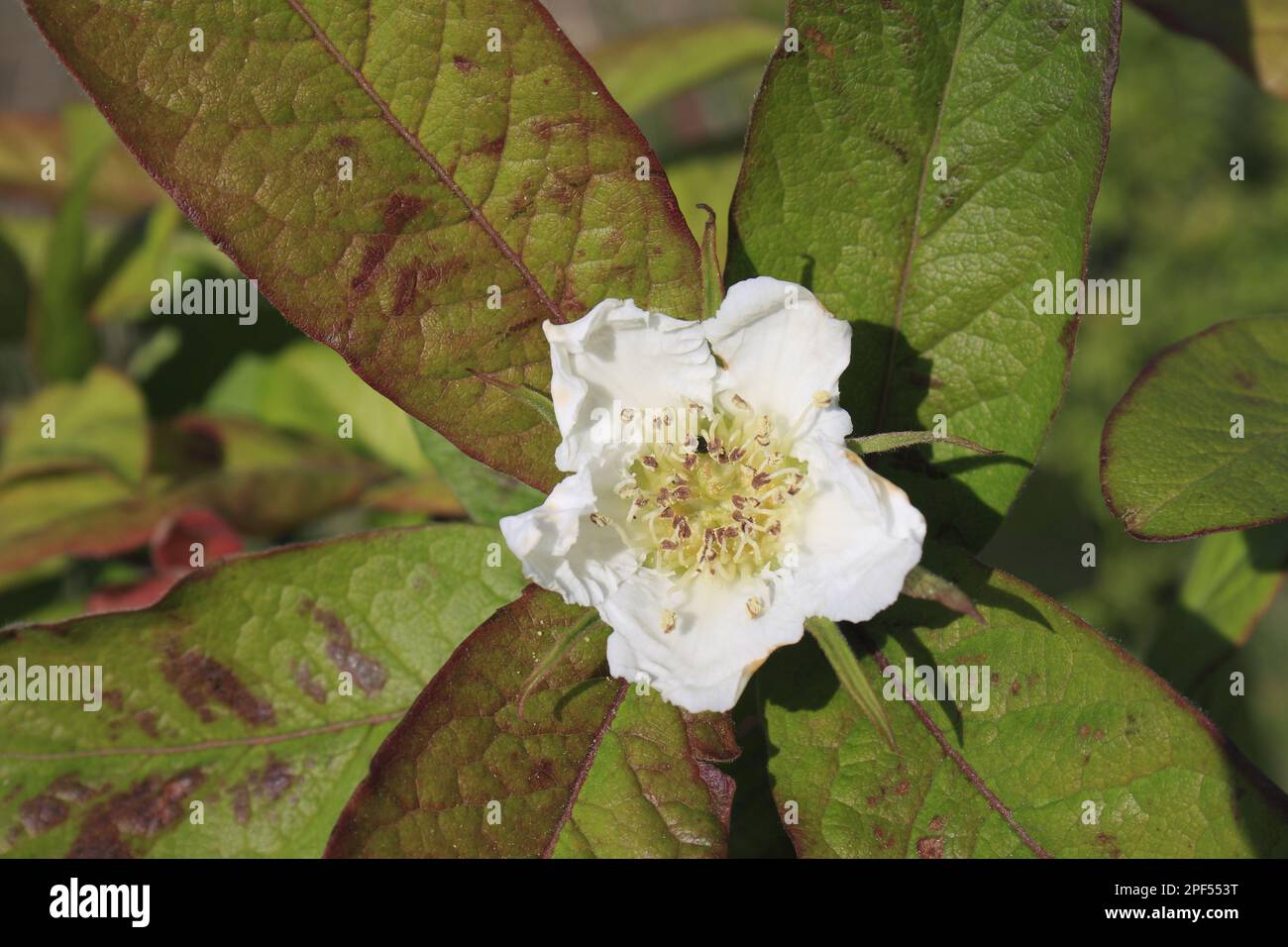 Medlar flower hi-res stock photography and images - Alamy