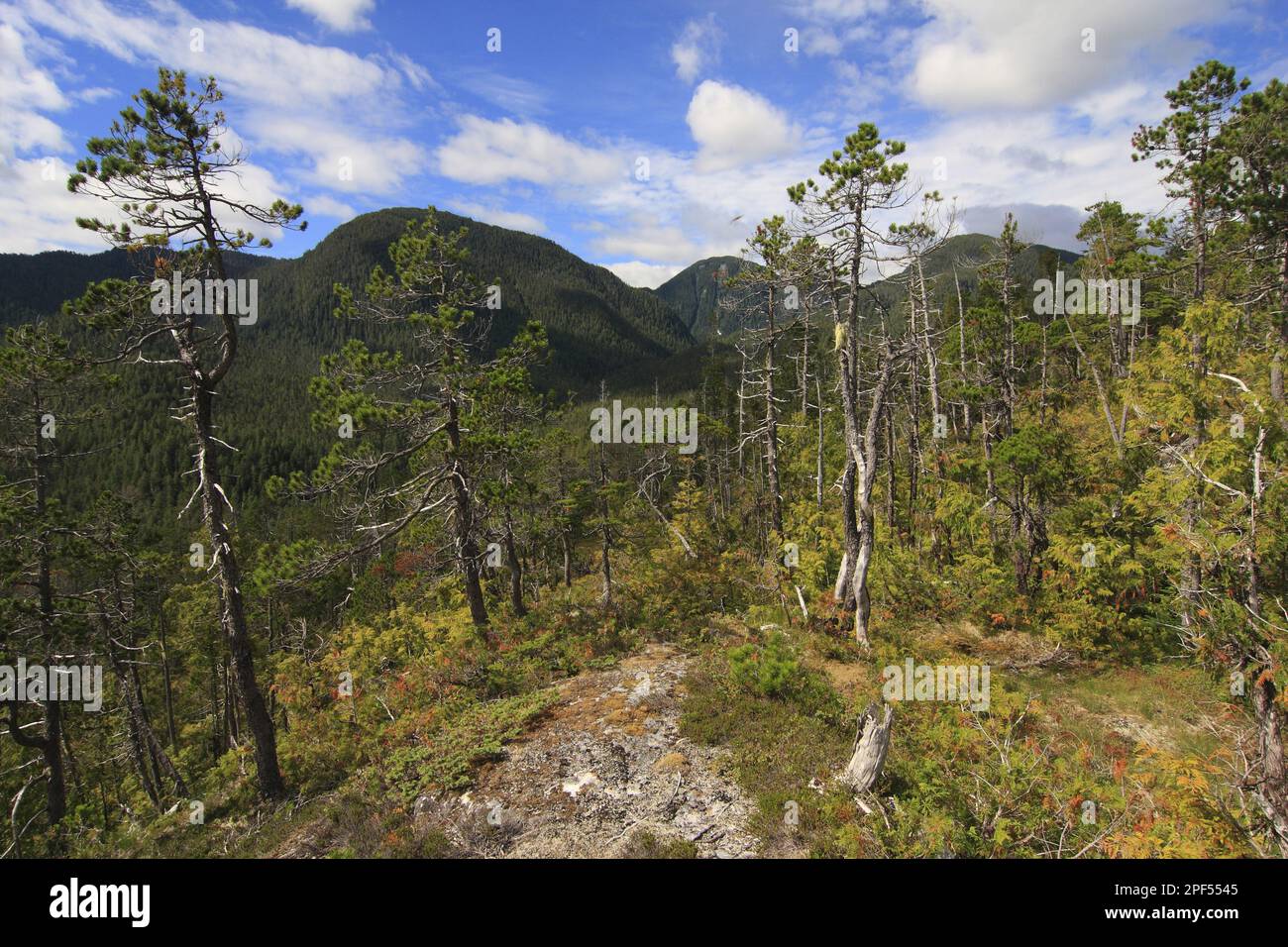 Shore Pine (Pinus contorta contorta) habit, growing in temperate ...