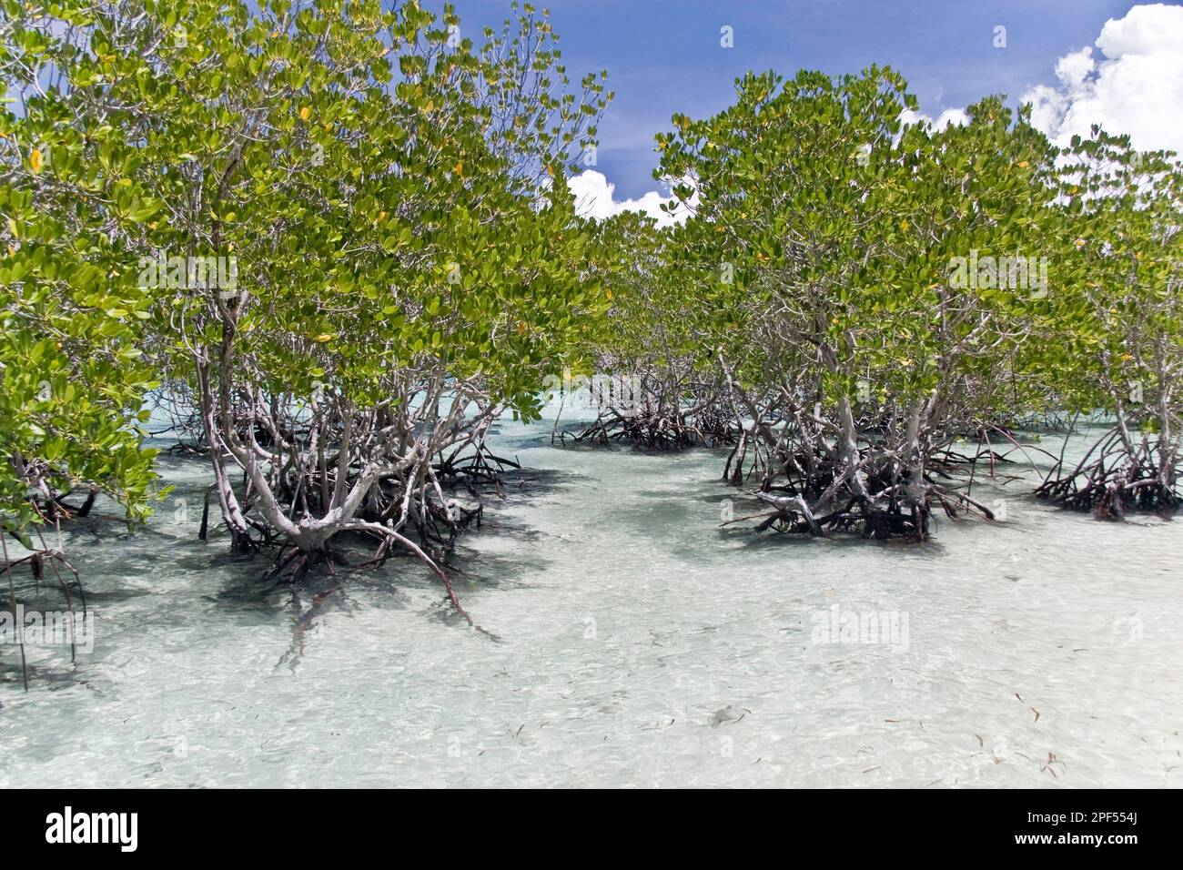 Mangrove (Rhizophora sp.) growing on beach, in sea at high tide ...