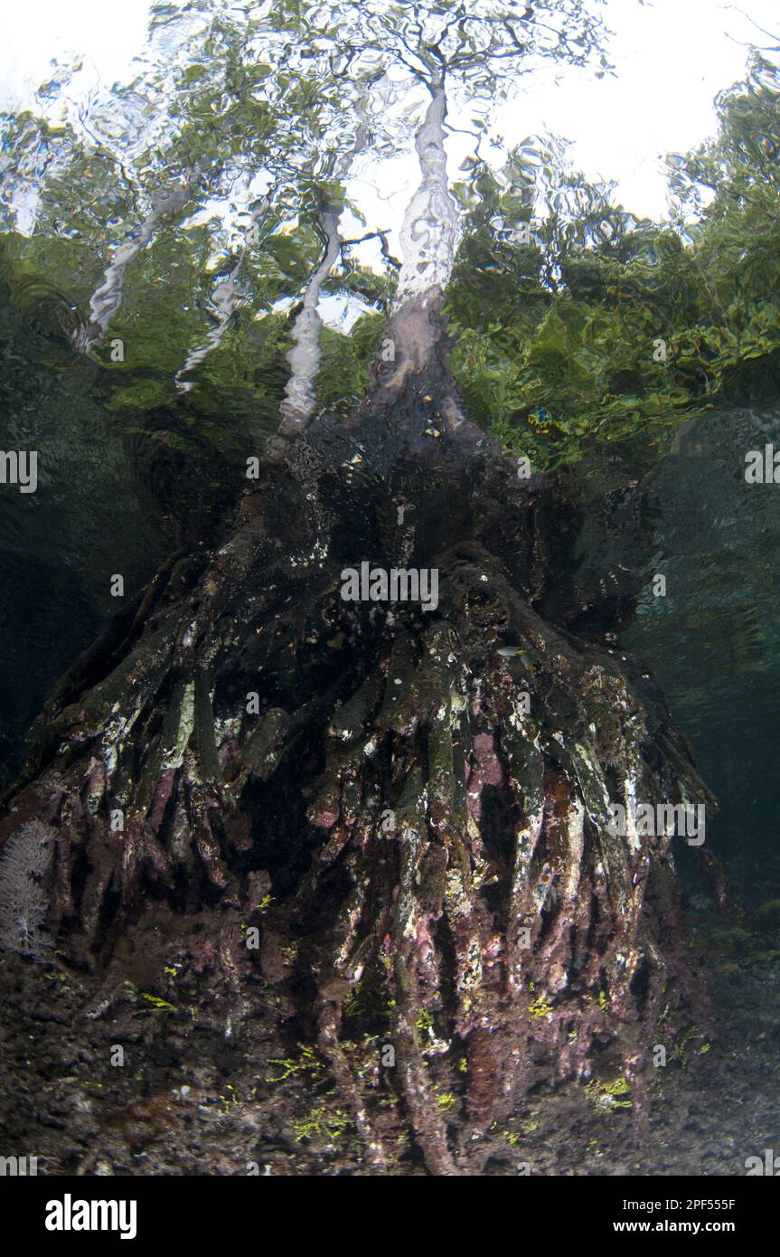 Mangrove (Rhizophora sp.) submerged roots, West Waigeo, Raja Ampat ...