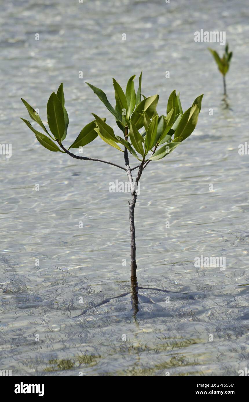 White Mangrove Leaves