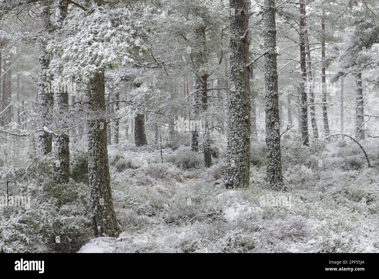 Scots Pine (Pinus sylvestris) forest habitat in snow, Rothiemurchus ...