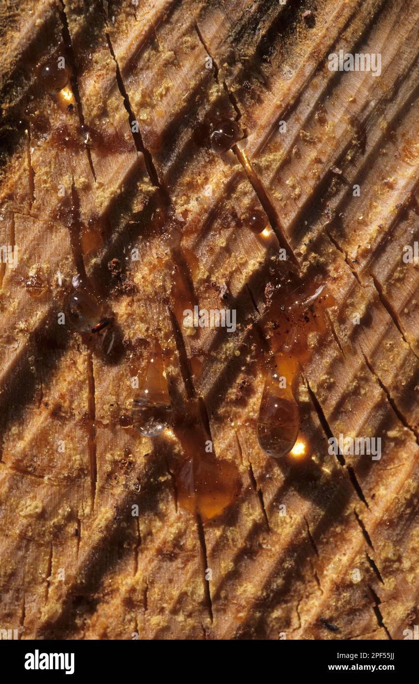 Pine resin (Pinus sp.), sap seeping from felled wood, Sweden Stock ...