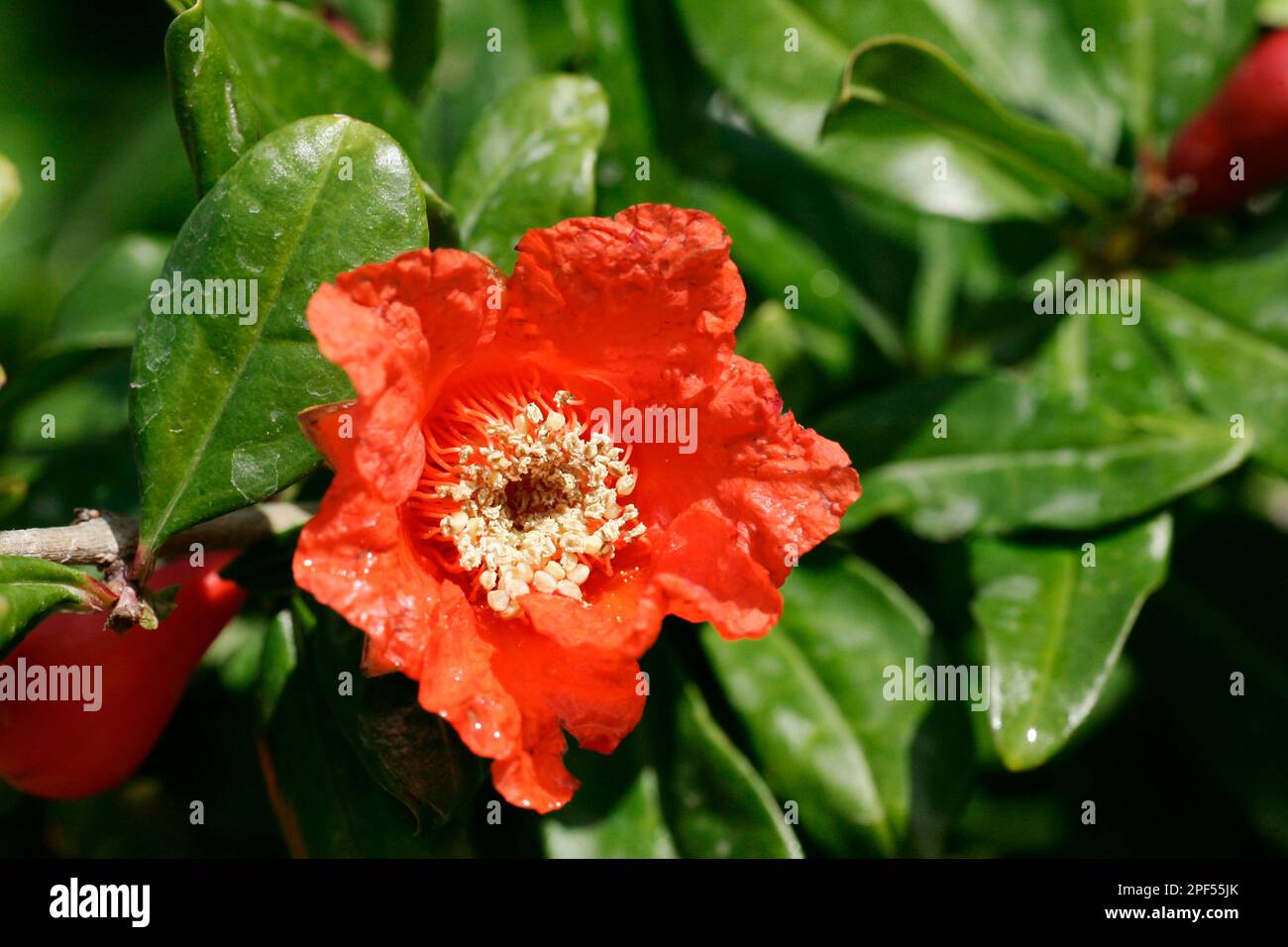 Loosestrife family hi-res stock photography and images - Alamy