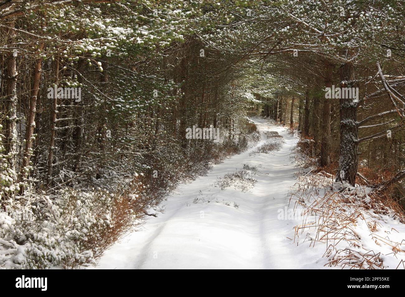 Scots Pine (Pinus sylvestris) forest habitat and track in snow ...