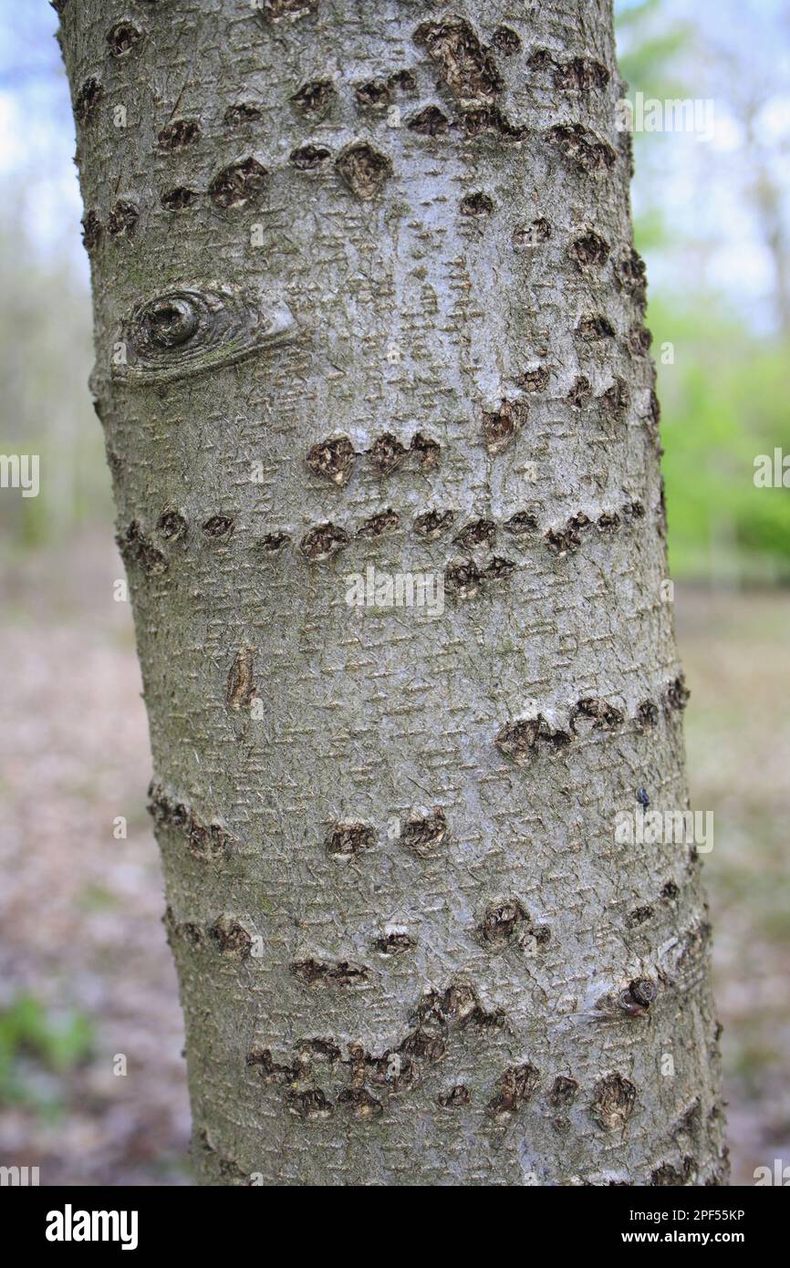 Wild Service Tree (Sorbus torminalis) close-up of trunk, growing in ...
