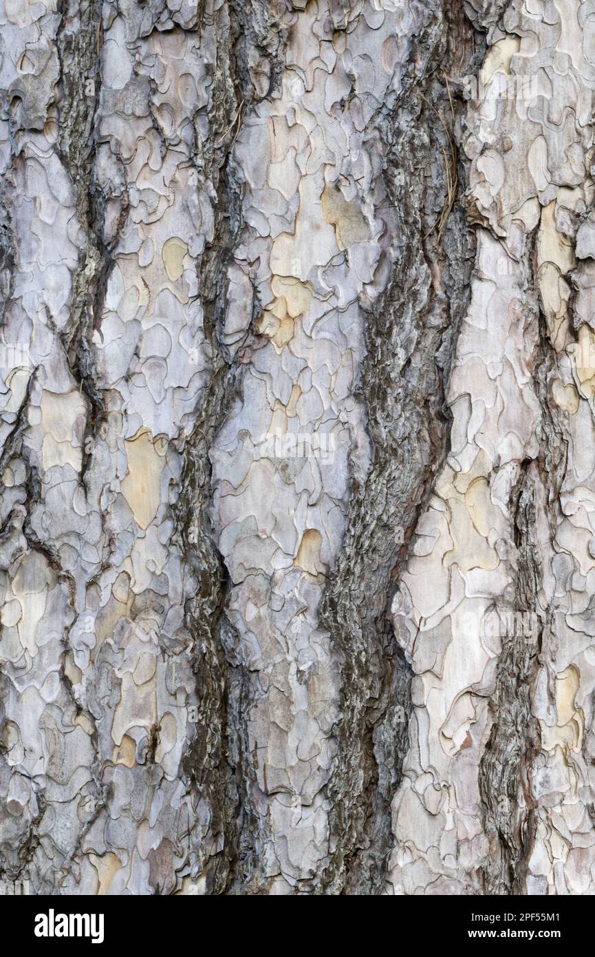 Black Pine (Pinus nigra) close-up of bark, in garden, Cambridgeshire ...