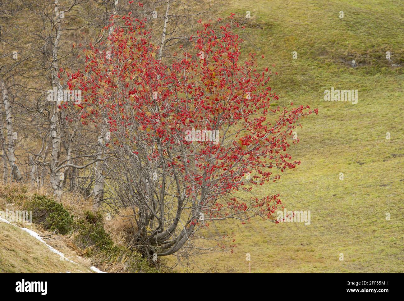 Bird habit, in european rowan (Sorbus aucuparia), Swiss Alps ...
