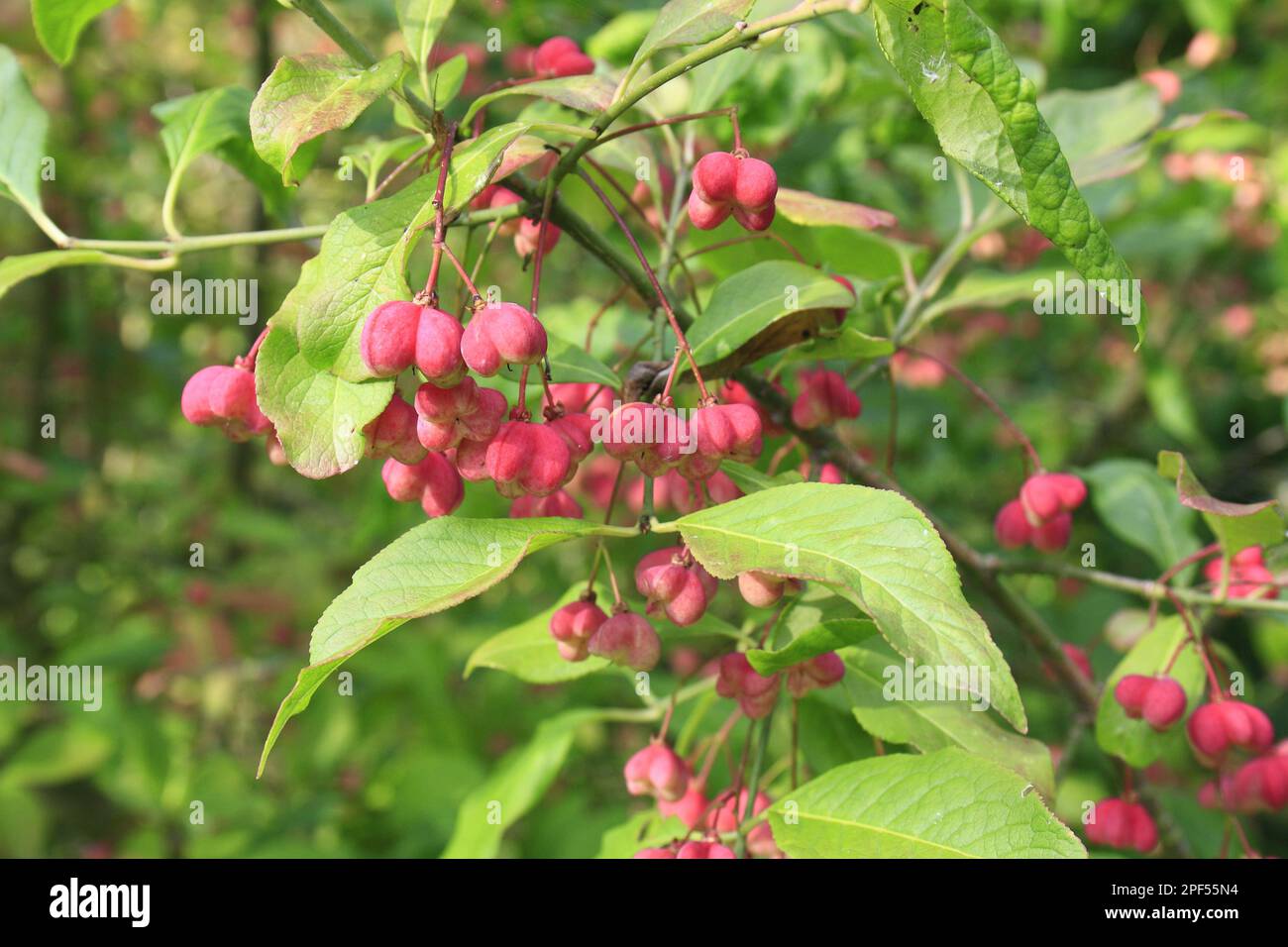 Euonymus europa, European spindle tree, European spindle tree, European ...