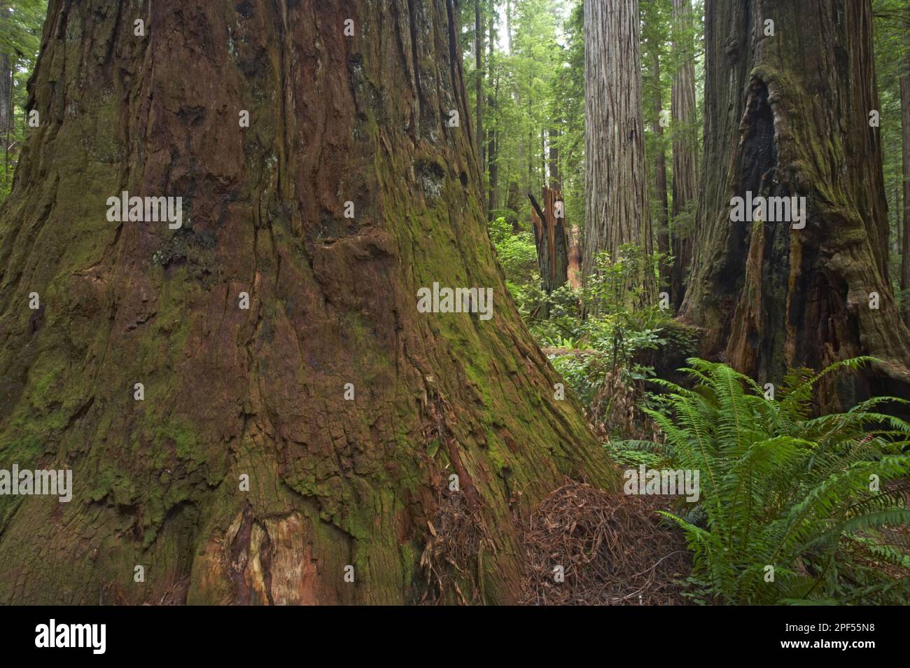 Coastal redwood (Sequoia sempervirens), Coastal redwood, Cypress family ...