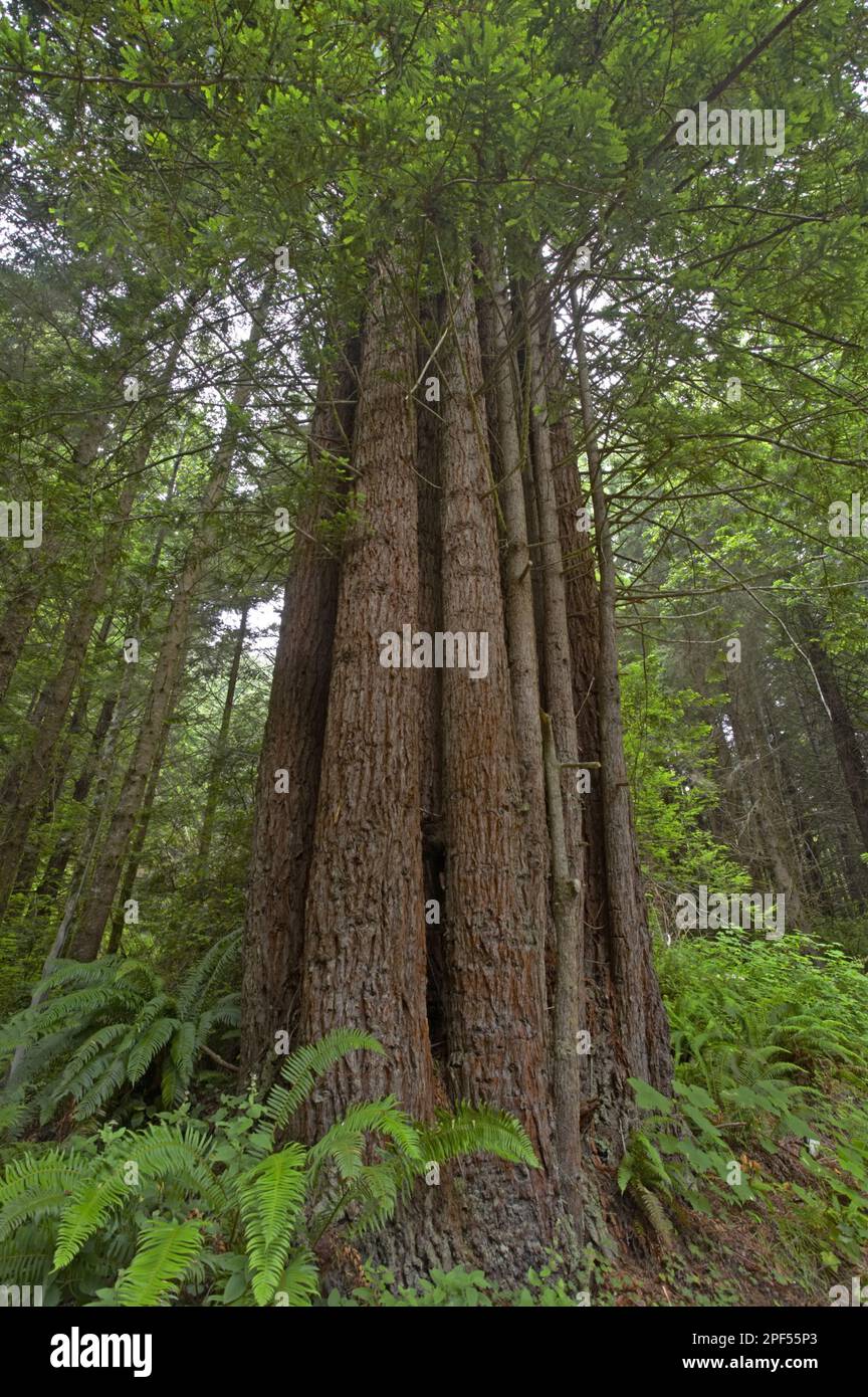 Coastal redwood (Sequoia sempervirens), Coastal redwood, Cypress family ...