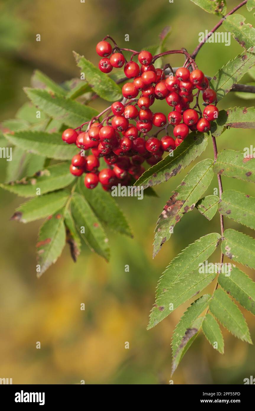 European rowan (Sorbus aucuparia) close-up of berries, Lapland ...