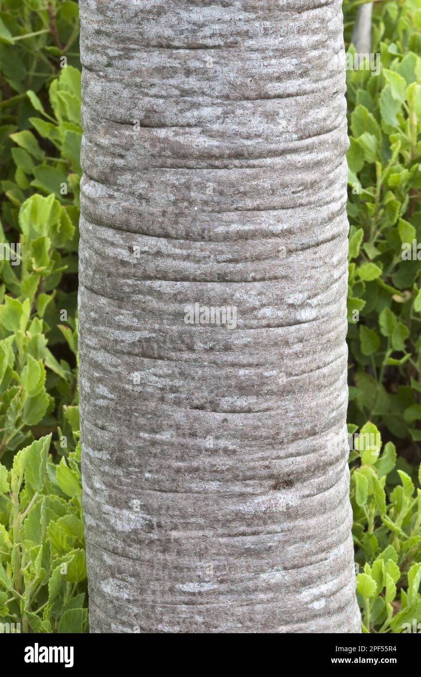 Silver tree (Leucadendron argenteum) close-up of stem, Kirstenbosch ...
