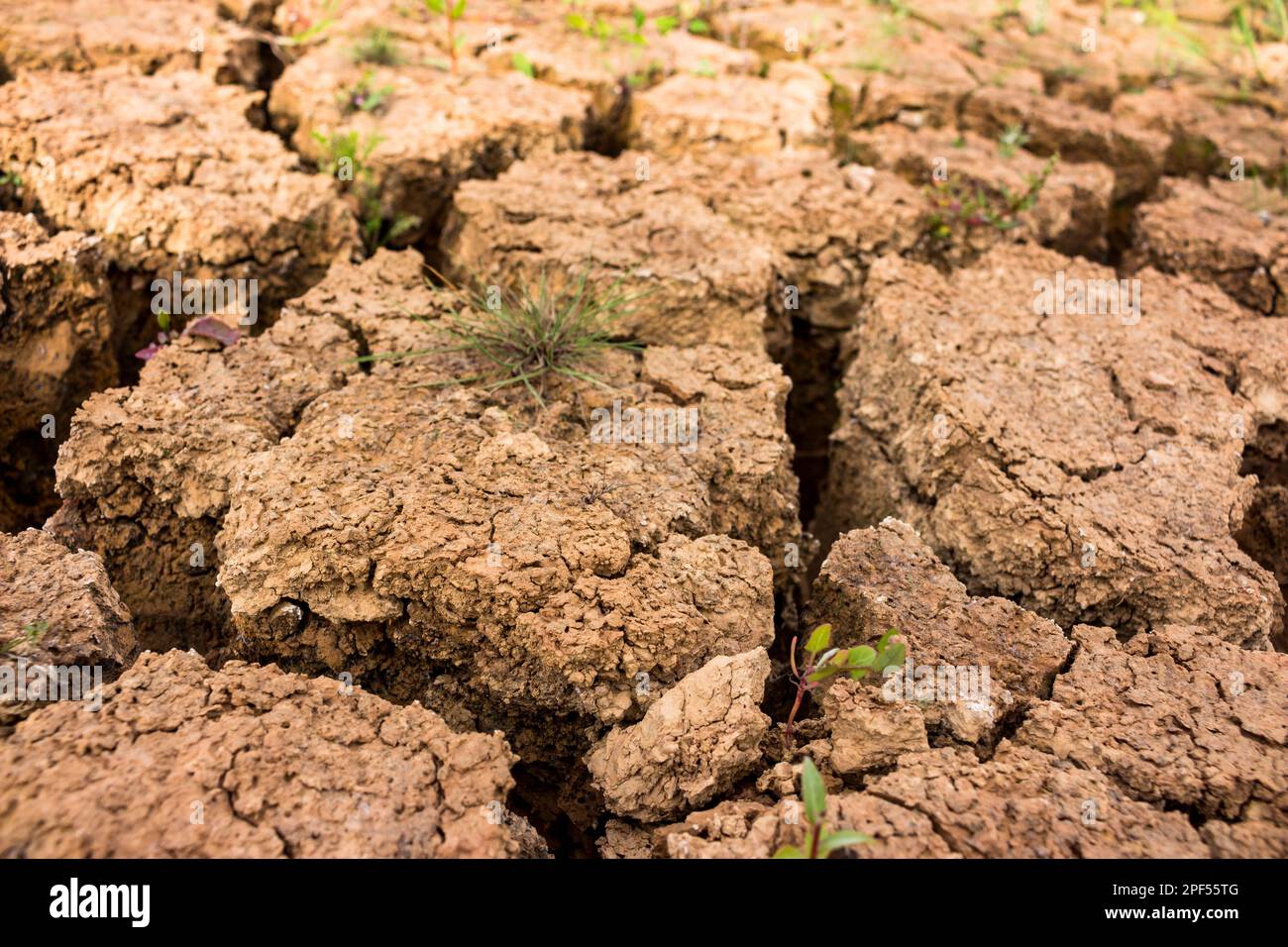 Dry cracked ground vegetation hi-res stock photography and images - Alamy