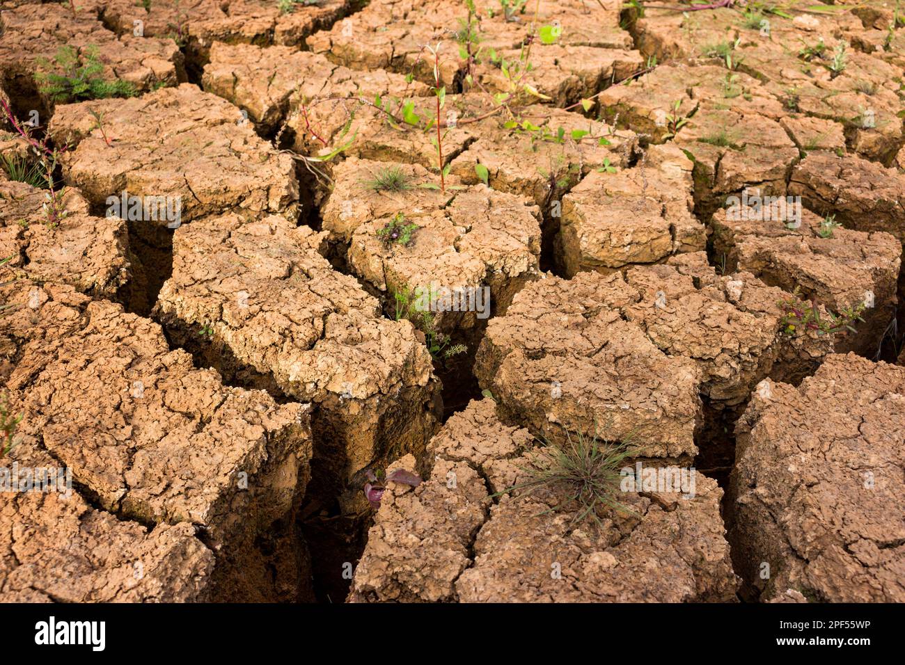 Dry cracked ground vegetation hi-res stock photography and images - Alamy
