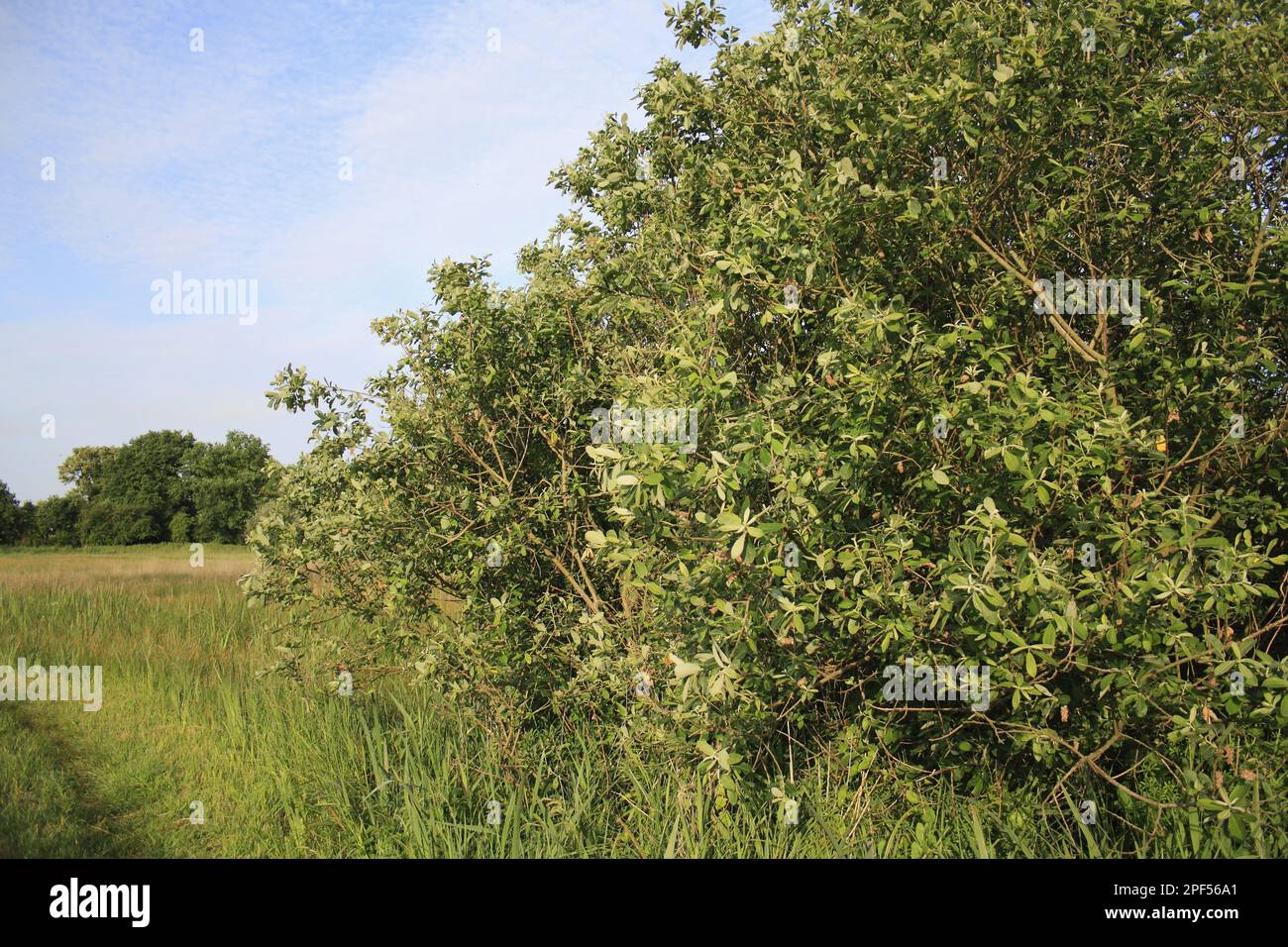 Common Sallow (Salix cinerea) habit, growing in fen habitat, Middle Fen ...