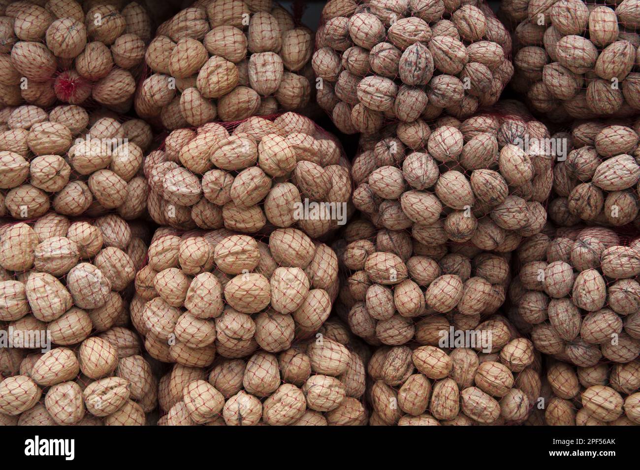 Persian walnut (Juglans regia), Walnut, Walnut tree, Walnuts, Walnut ...