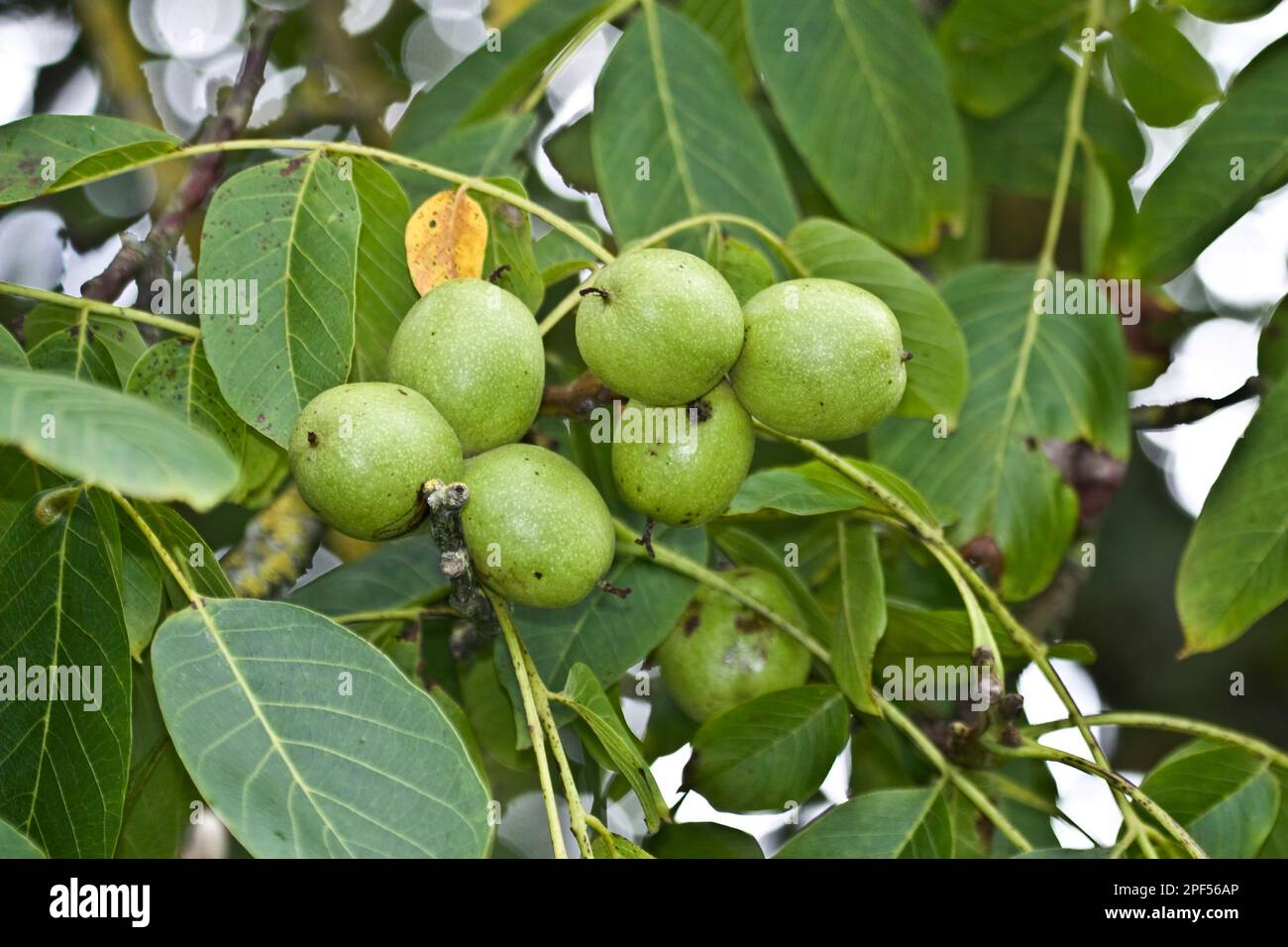 Common Walnut (Juglans regia) close-up of ripening fruit, Dorset ...