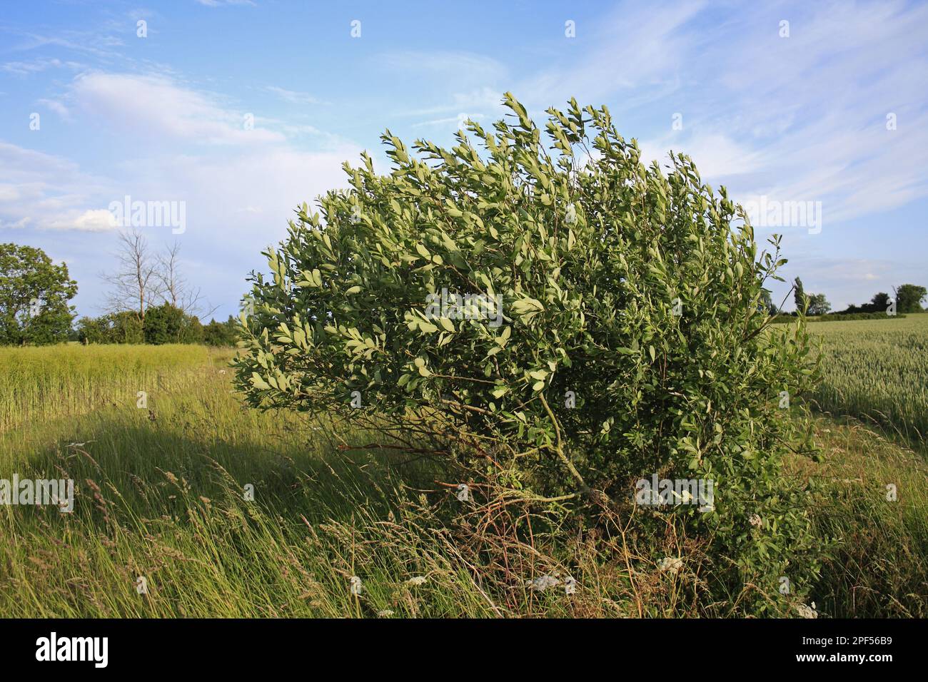 Goat Willow (Salix caprea) habit, growing in ditch beside arable fields ...