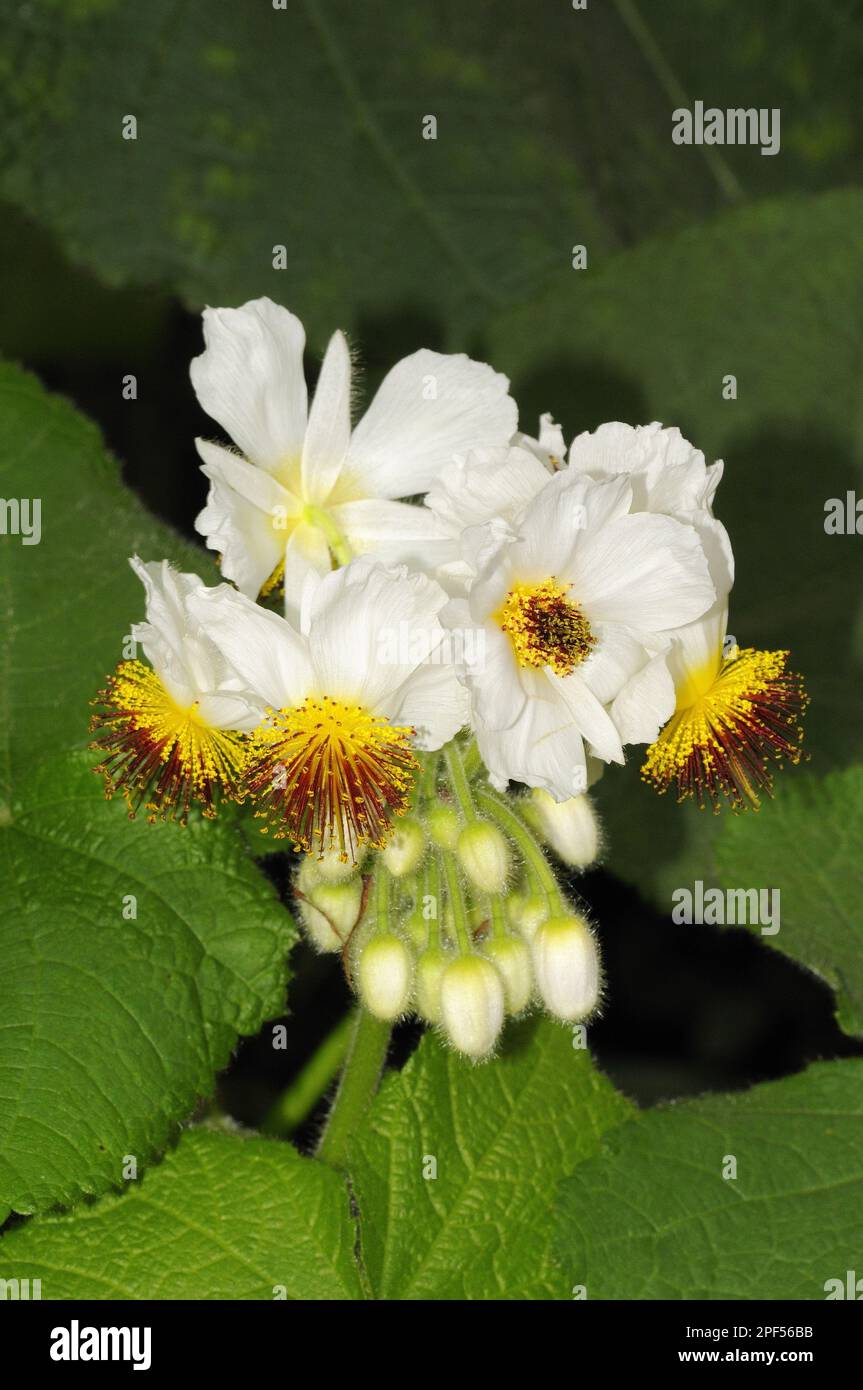 Sparmannia africana, Cape lime (Sparrmannia africana), mallow family ...