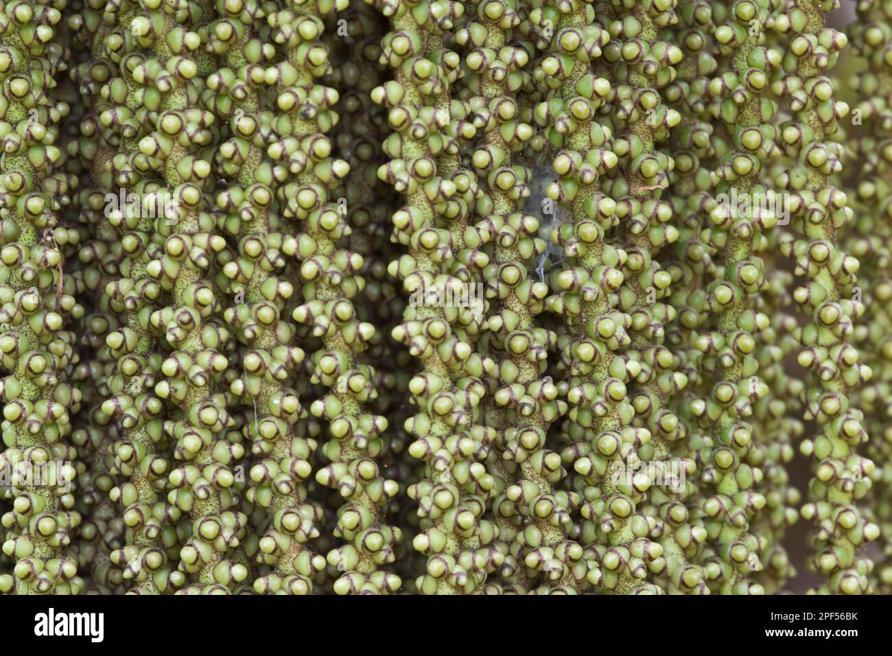 Fishtail Palm (Caryota sp.) close-up of fruit, seed formation, Palawan ...