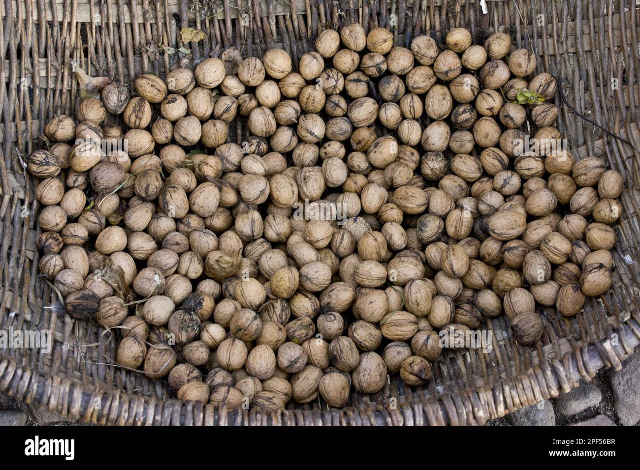 Common Walnut (Juglans regia) nuts, collected for drying in courtyard ...