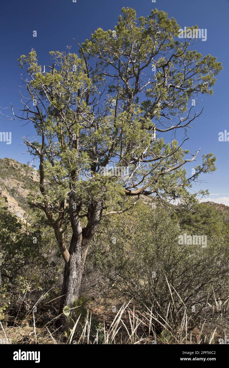 Alligator juniper (Juniperus deppeana), grows in the desert, Chisos ...