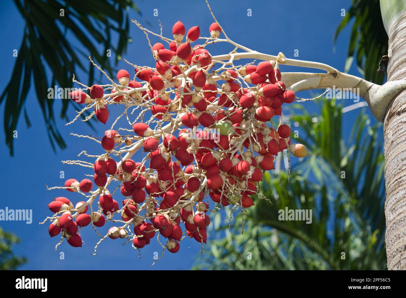 Manila Palm (Adonidia merrillii) close-up of fruit, Palawan Island ...
