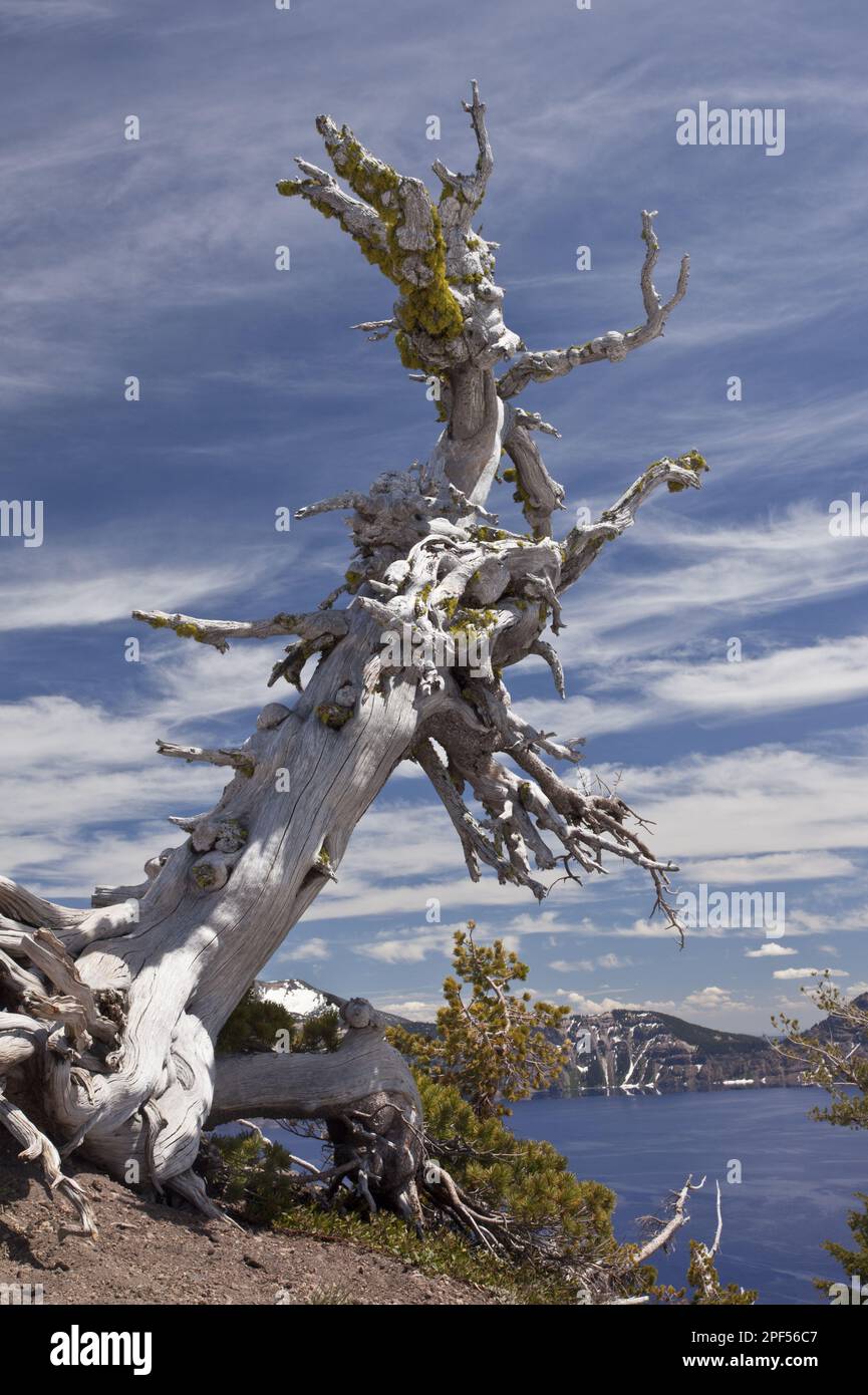 Scrub pine (Pinus albicaulis) old growth, growing on crater rim at 2200 ...