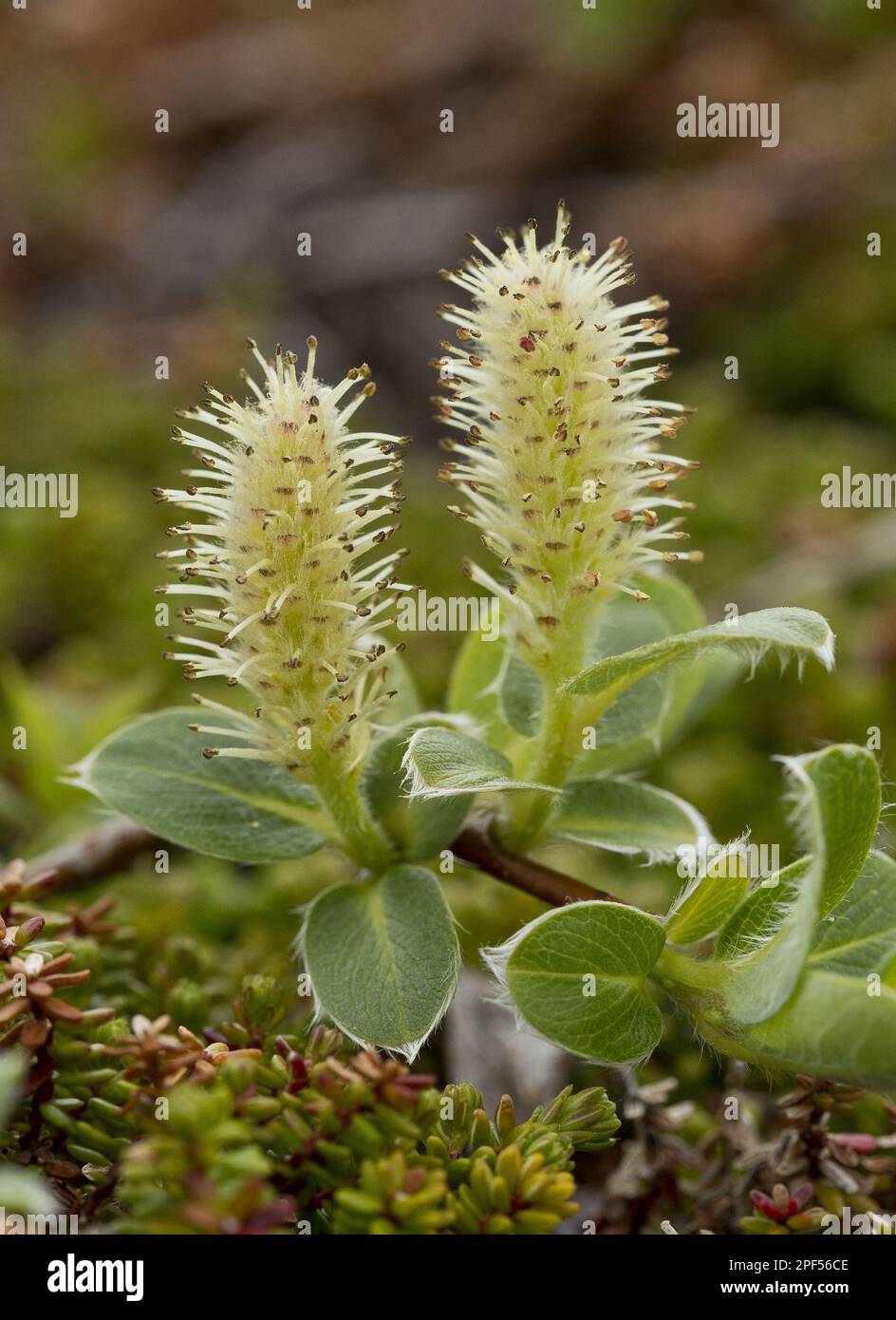 Tundra Arctic Willow