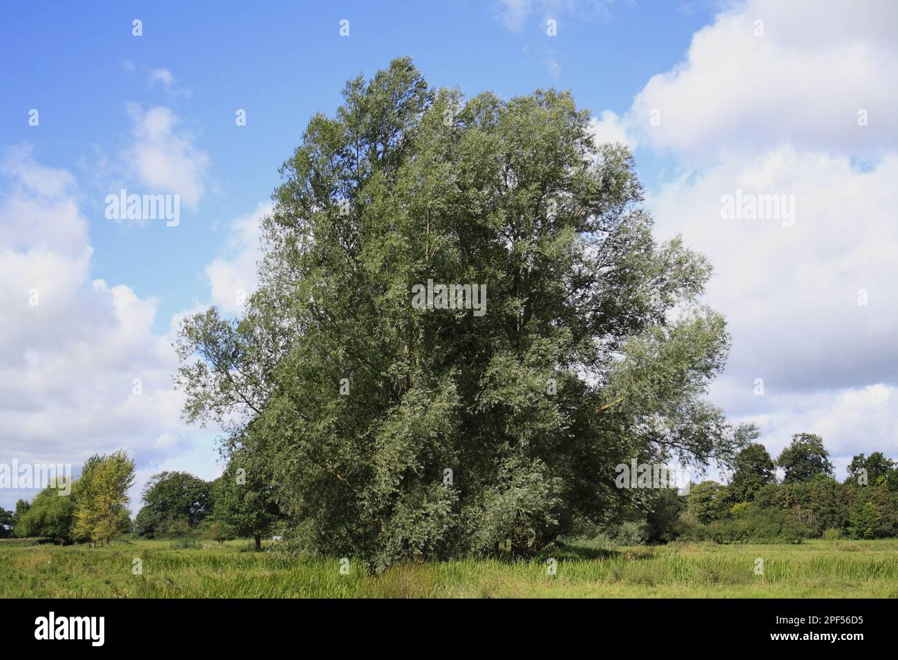 White Willow (Salix alba) habit, growing in unimproved wet grazing ...
