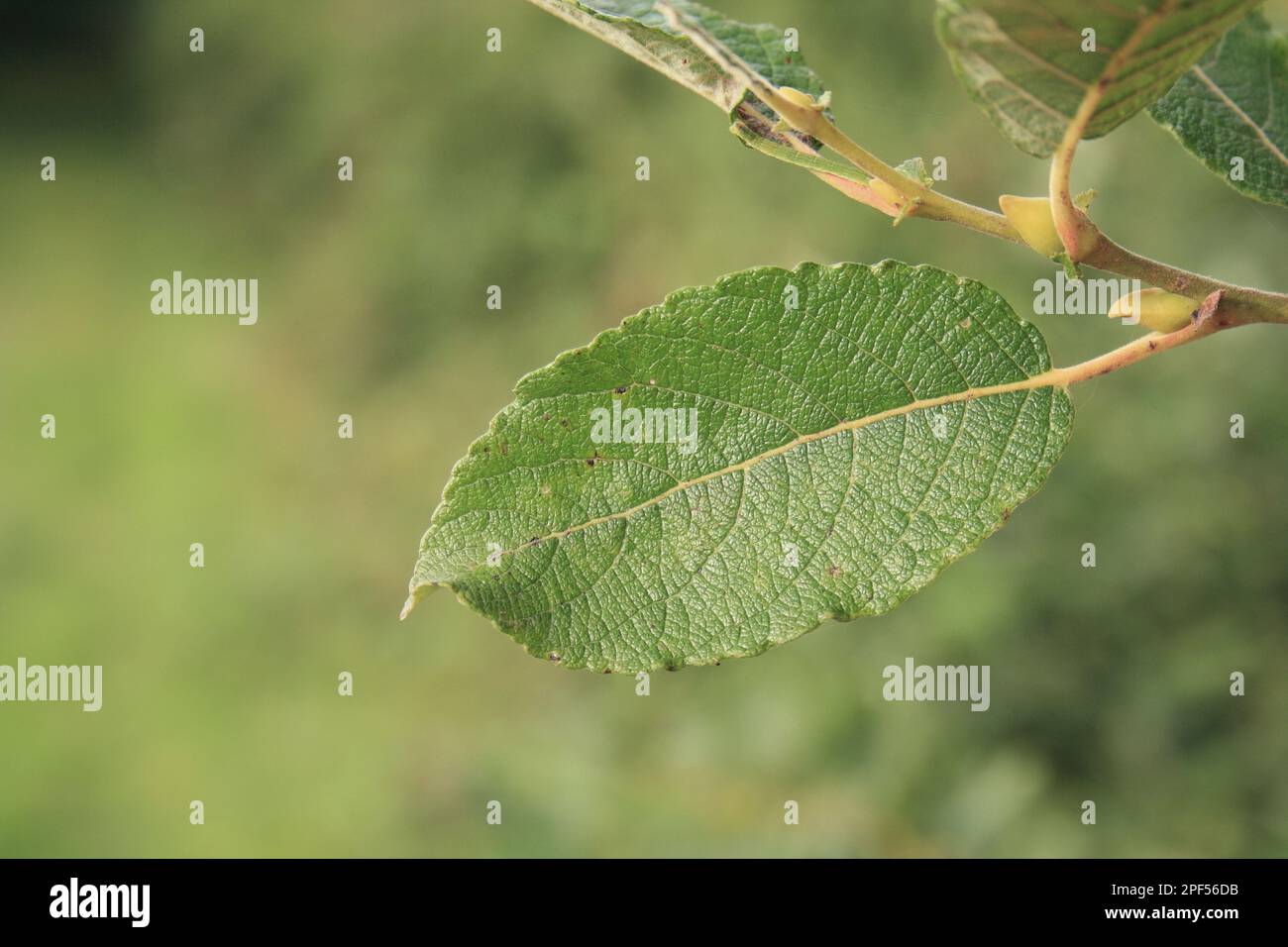Goat Willow (Salix caprea) close-up of leaf, growing in woodland ...