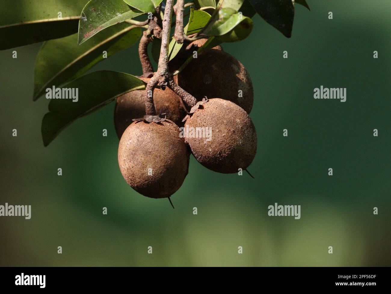 Sapodilla (Manilkara zapota) close-up of a sapodilla, near Kaeng Krachan, Thailand Stock Photo ...