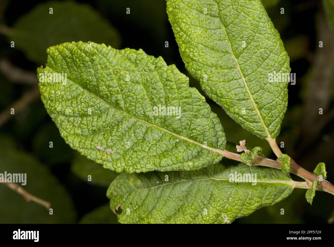Eared willow (Salix aurita) close-up of wrinkled leaves and persistent ...